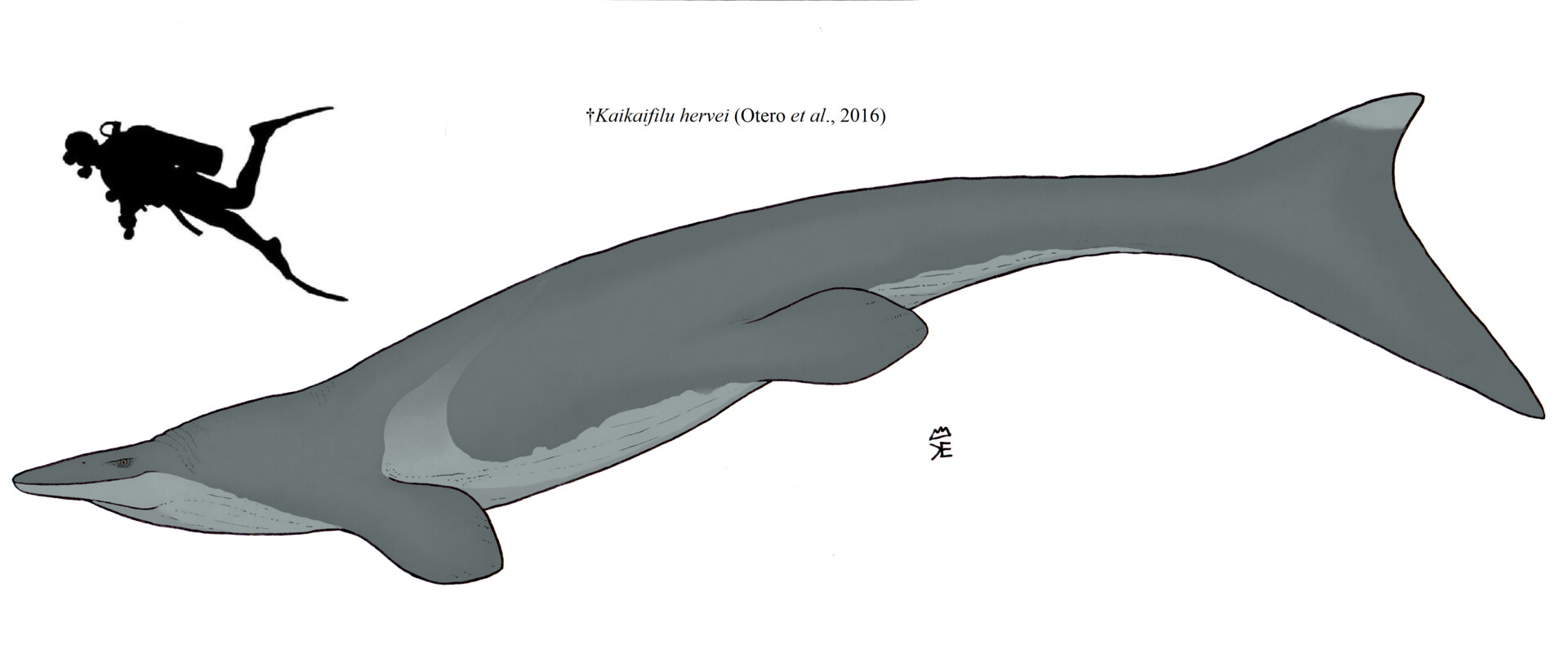 Thomas Sutton - Kaikaifilu hervei