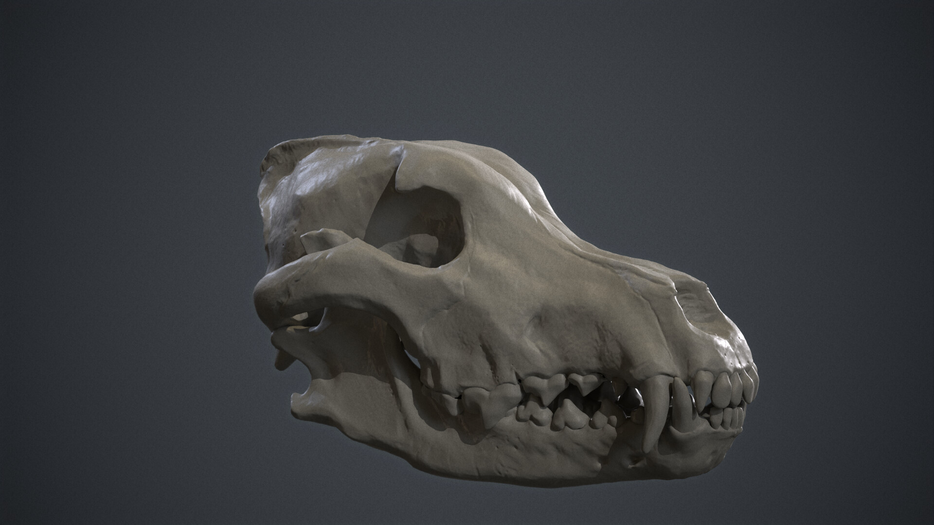 ArtStation - Siberian Grey Wolf Skull