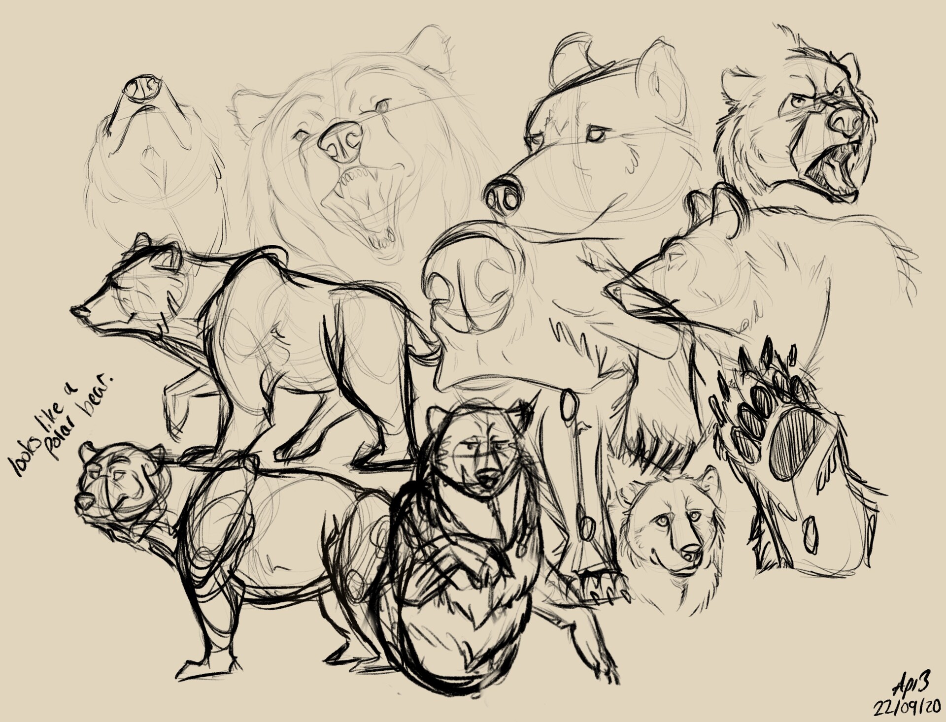 ArtStation - Bear Digital Sketches