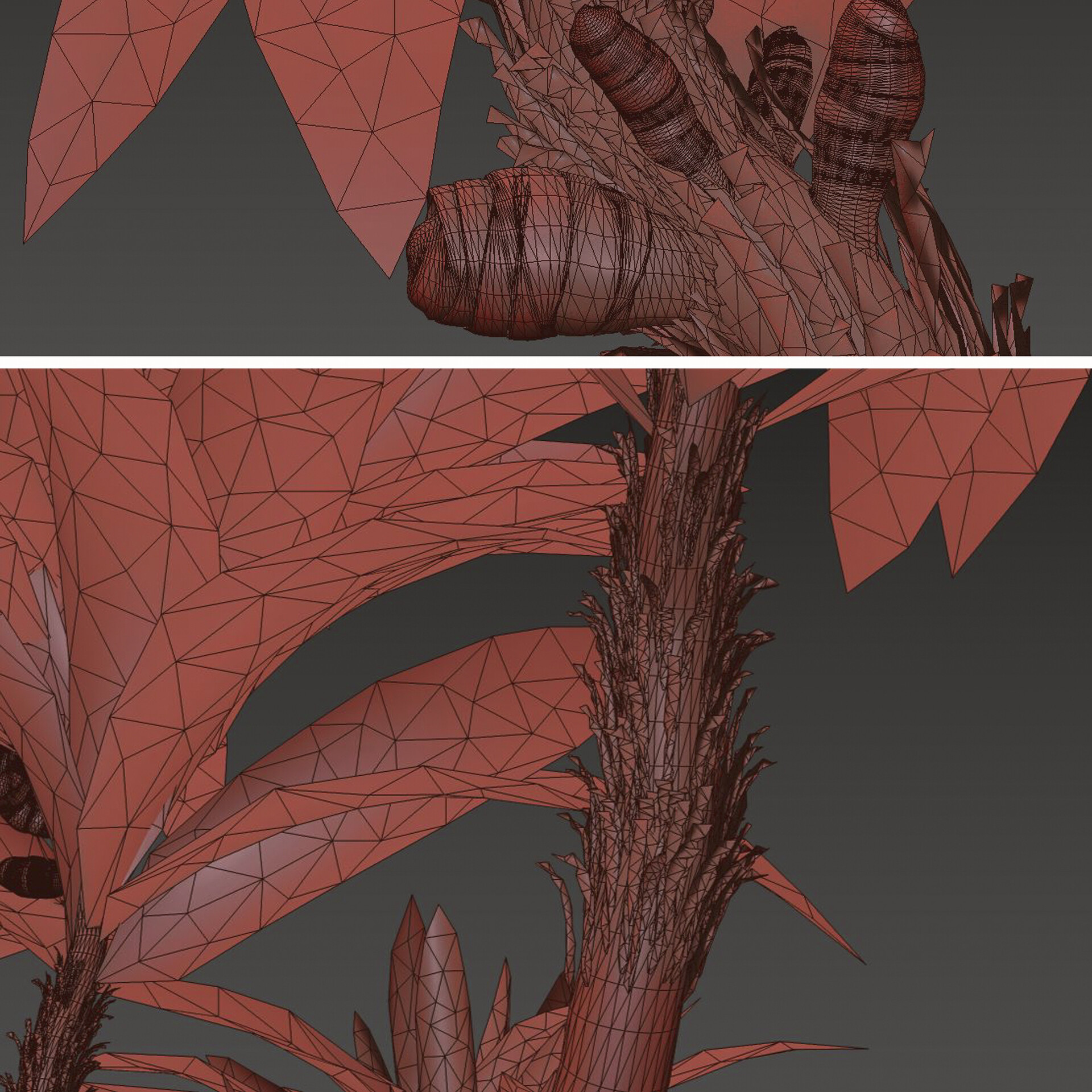 Moonik Office - Set of Ficus pseudopalma Trees (Philippine fig) (2 Trees)