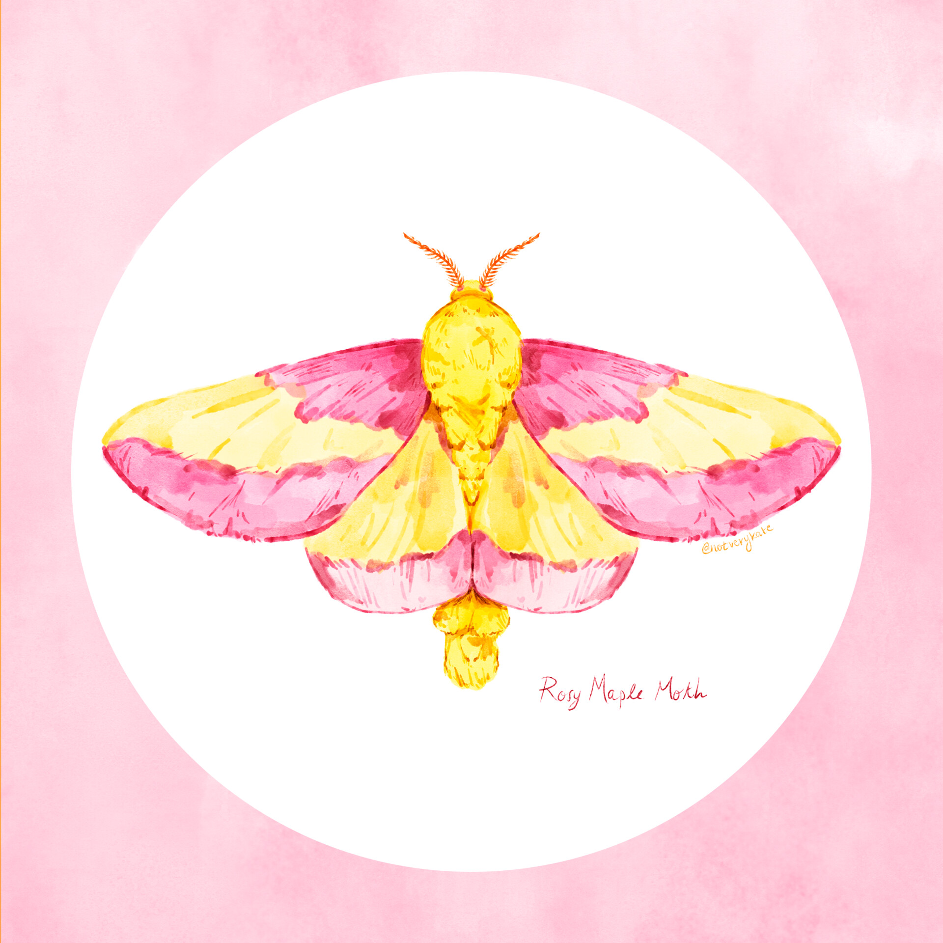 ArtStation - A Maple Moth
