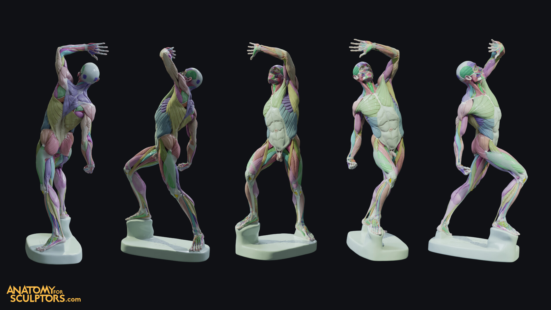 Anatomy For Sculptors - Colour-coded L’écorché