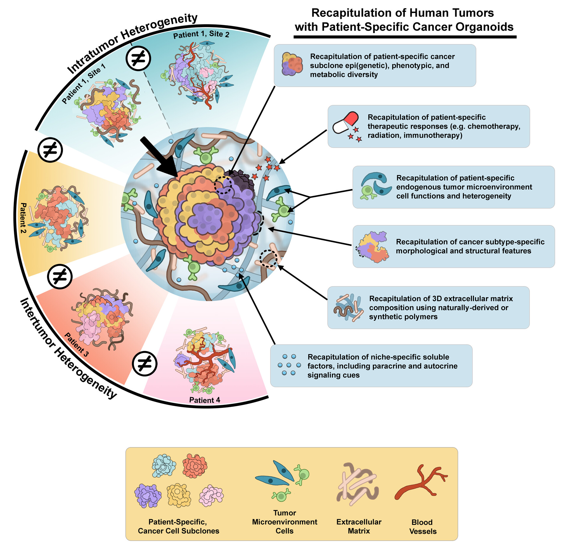 Riley Suhar - Next - Generation Cancer Organoids (Five Figures)