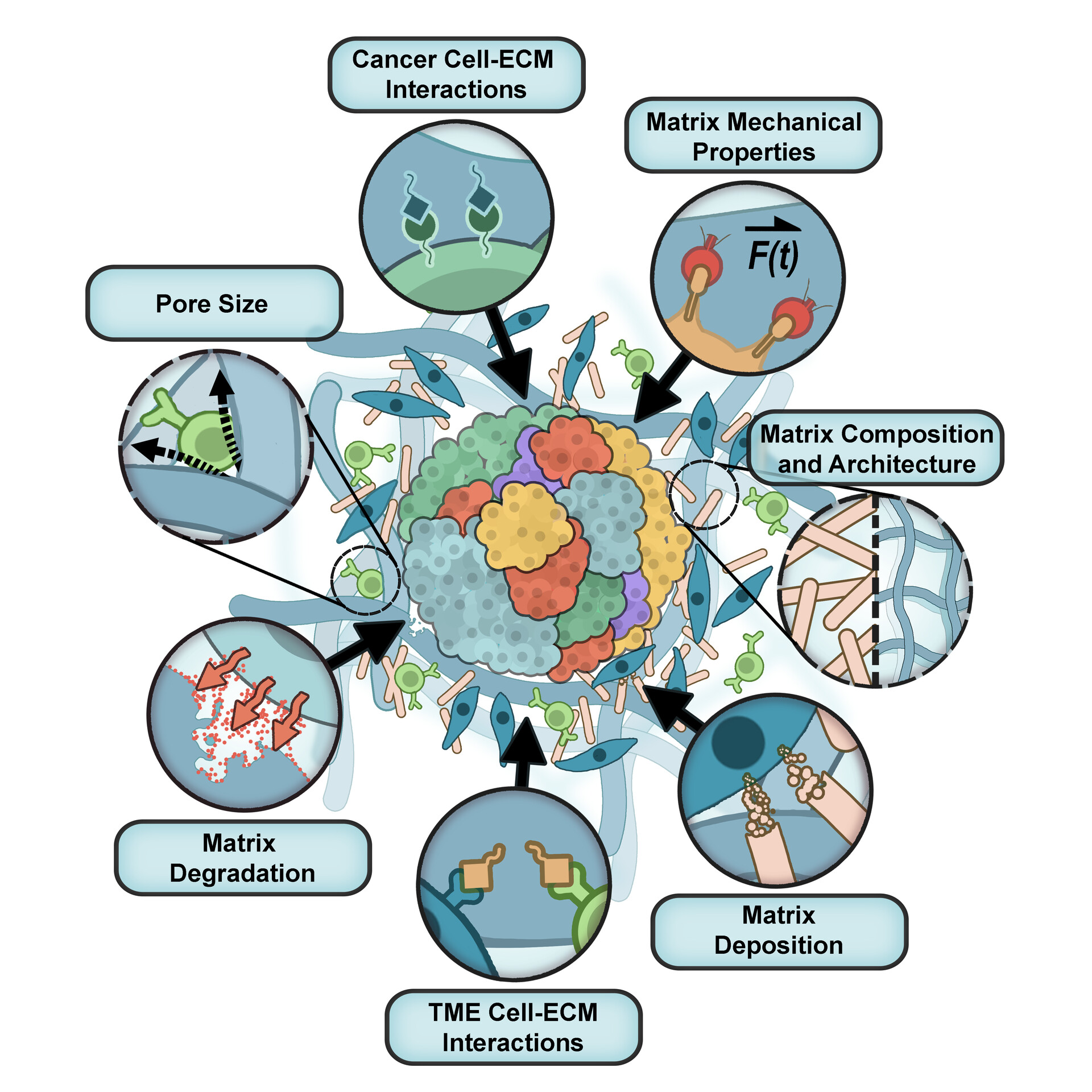 Riley Suhar - Next - Generation Cancer Organoids (Five Figures)