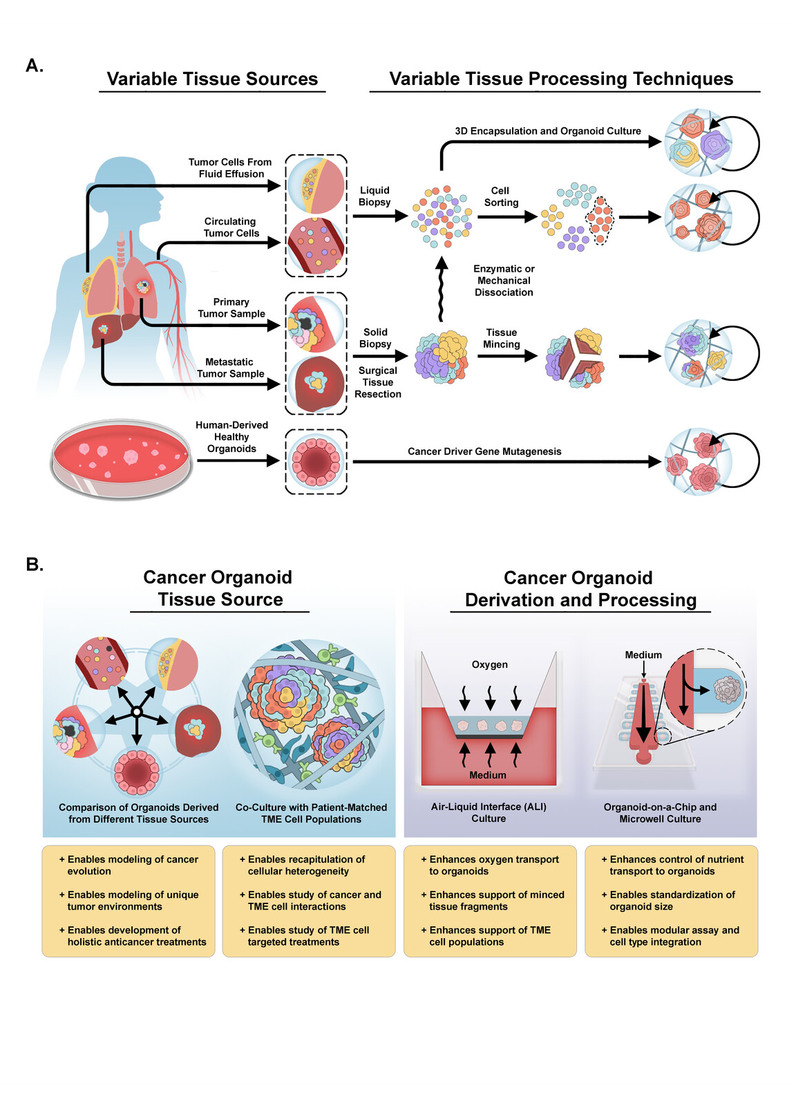 Riley Suhar - Next - Generation Cancer Organoids (Five Figures)