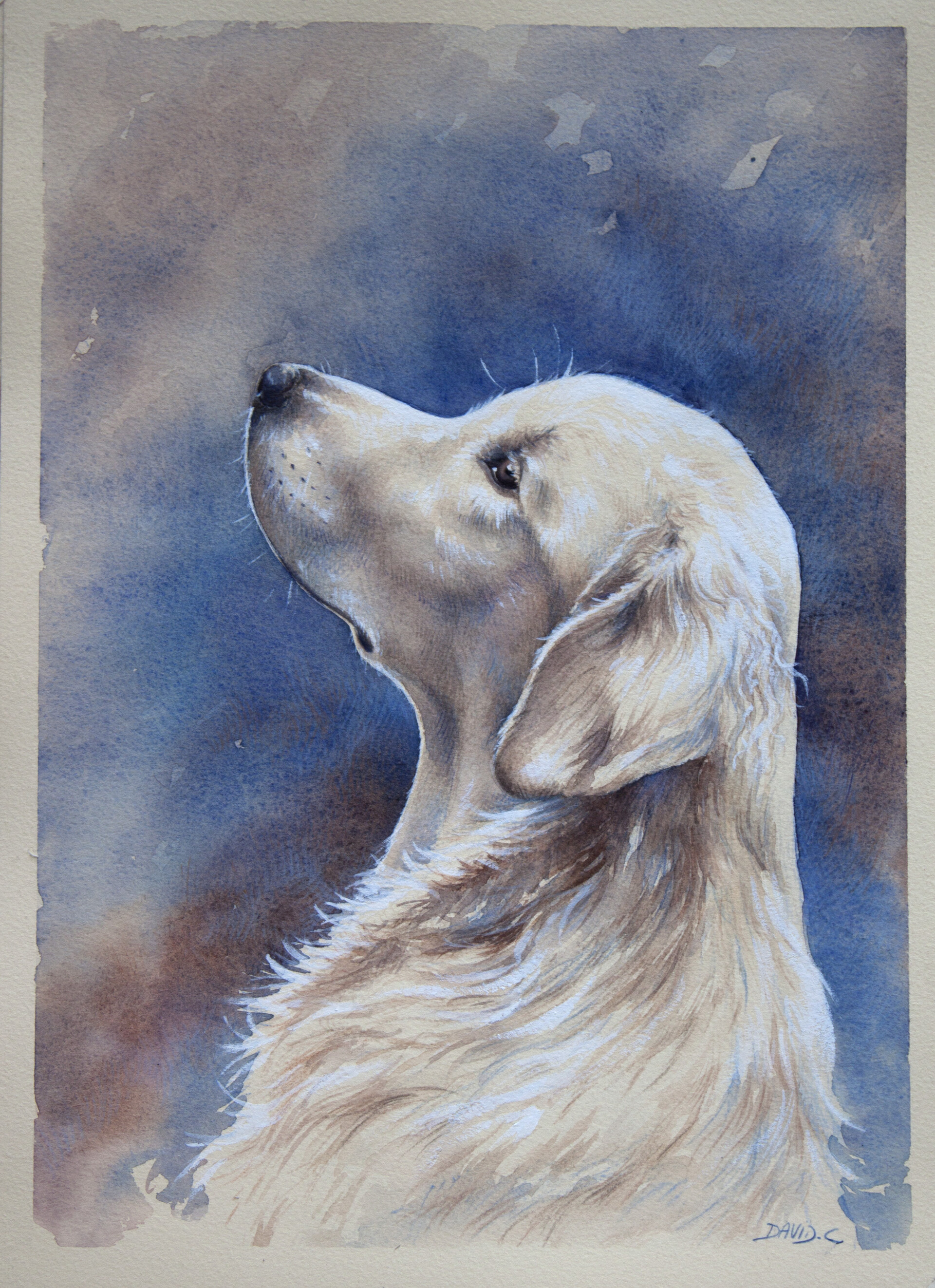 Claire David - Bodhi