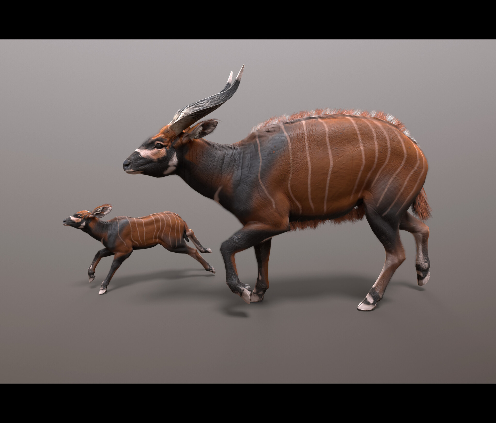 Baby Bongo Animal