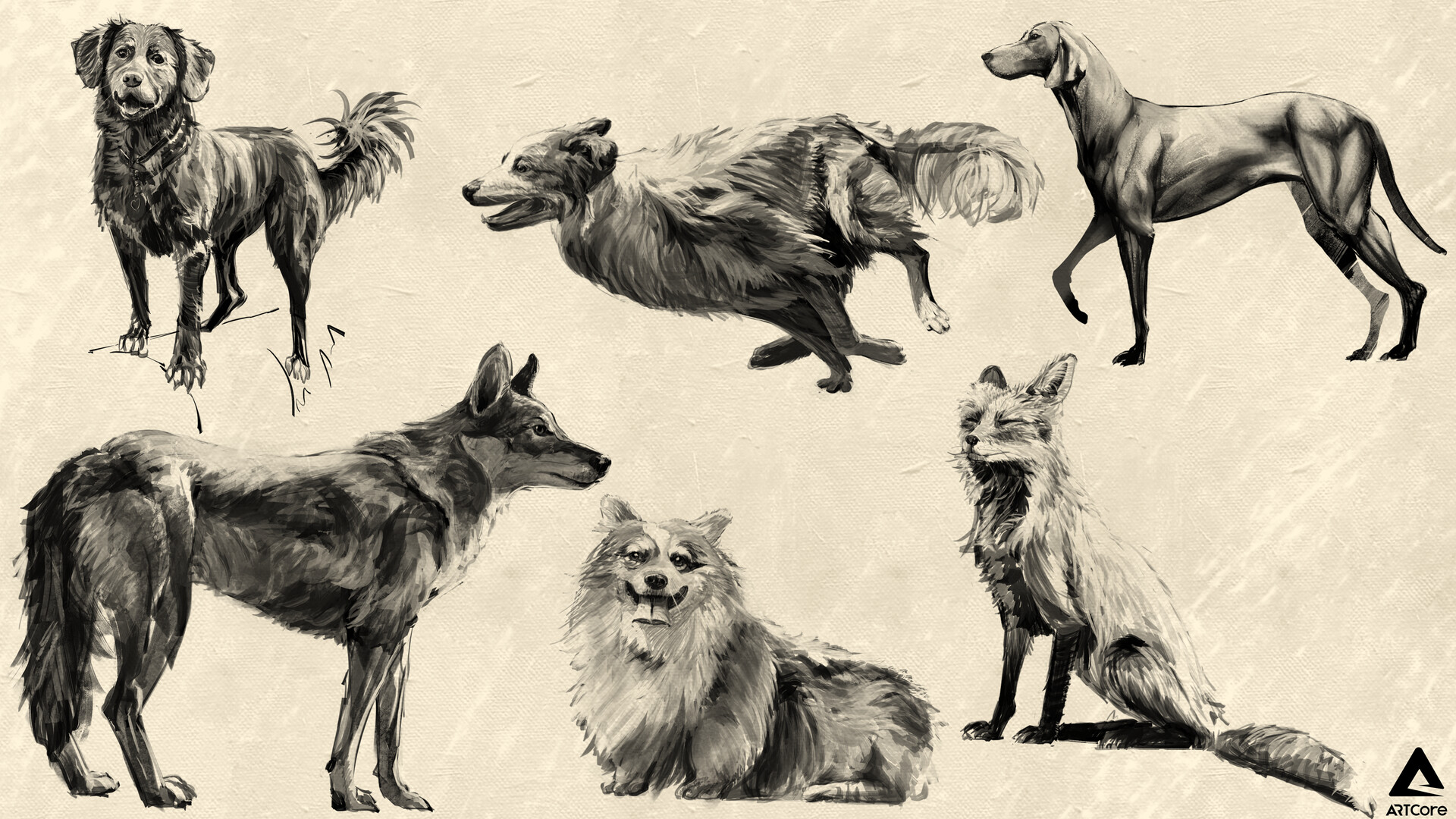 ArtStation - Animal Sketch#5__Canidae