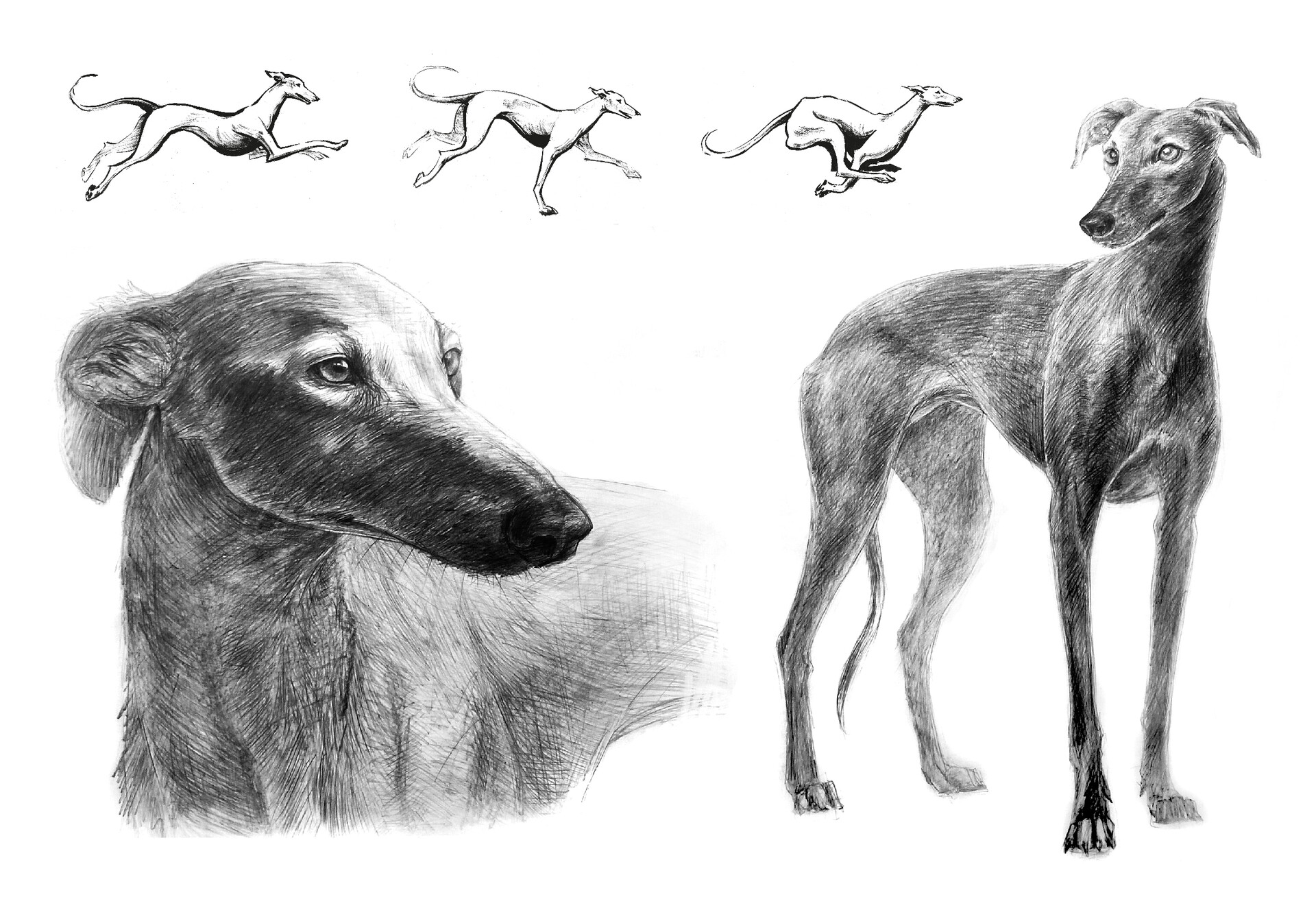 ArtStation - Greyhound, various techniques