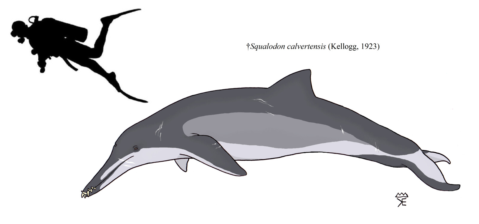 Thomas Sutton - Squalodon calvertensis