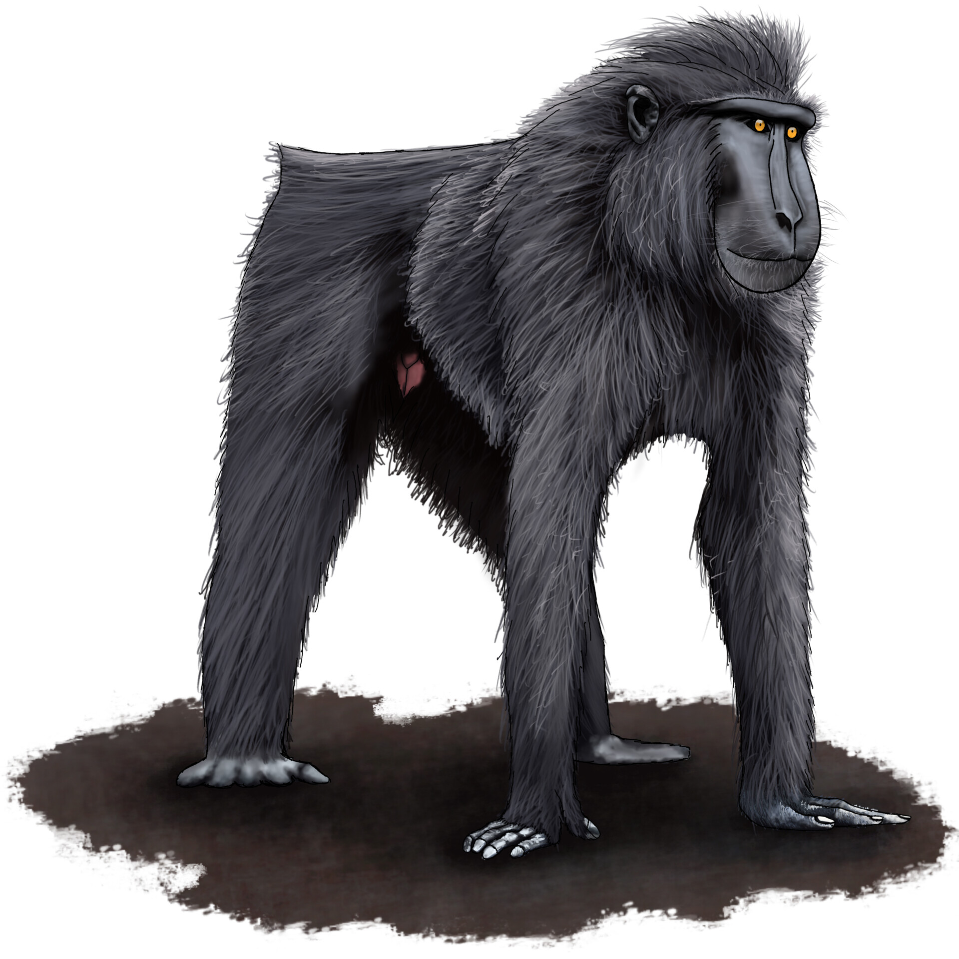 Nick Cunningham - Macaque Illustration Full Body