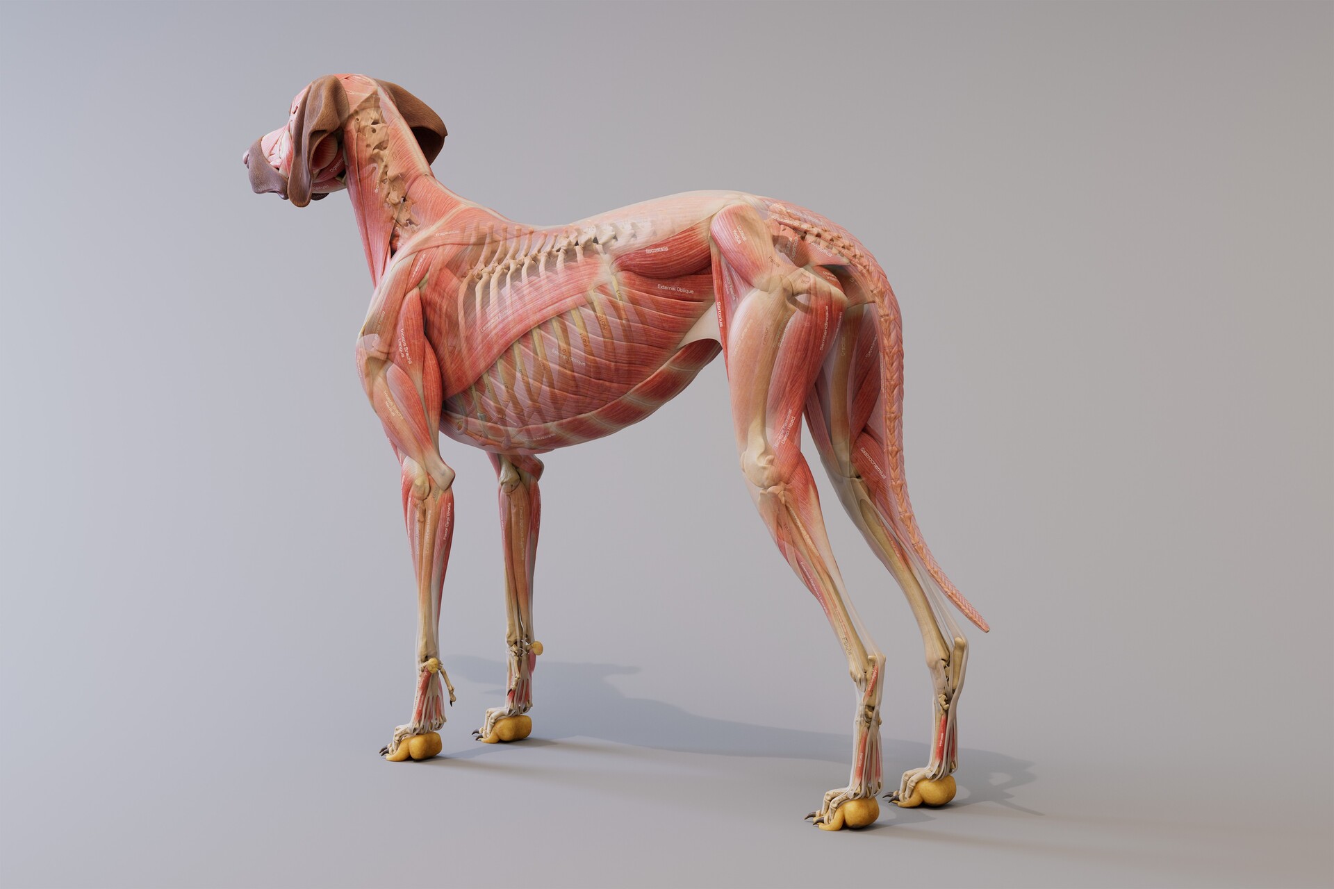 Patrick Danneker - Canine ecorche - Dog Anatomy