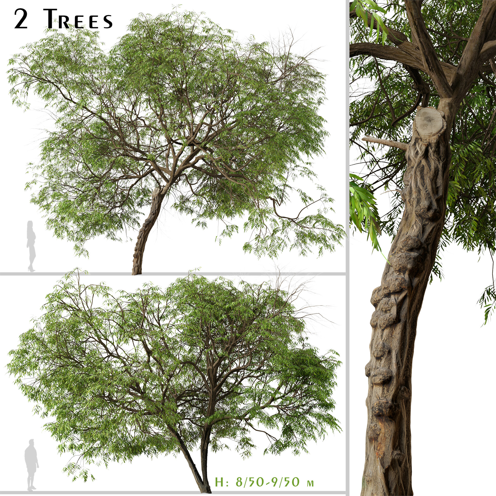 ArtStation - Set of Brazilian Pepper Tree ( Schinus terebinthifolia ...