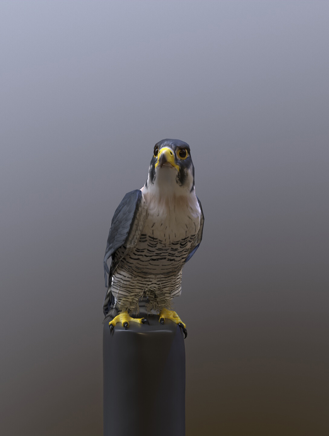 Tyler Smith - Peregrine Falcon Model Study