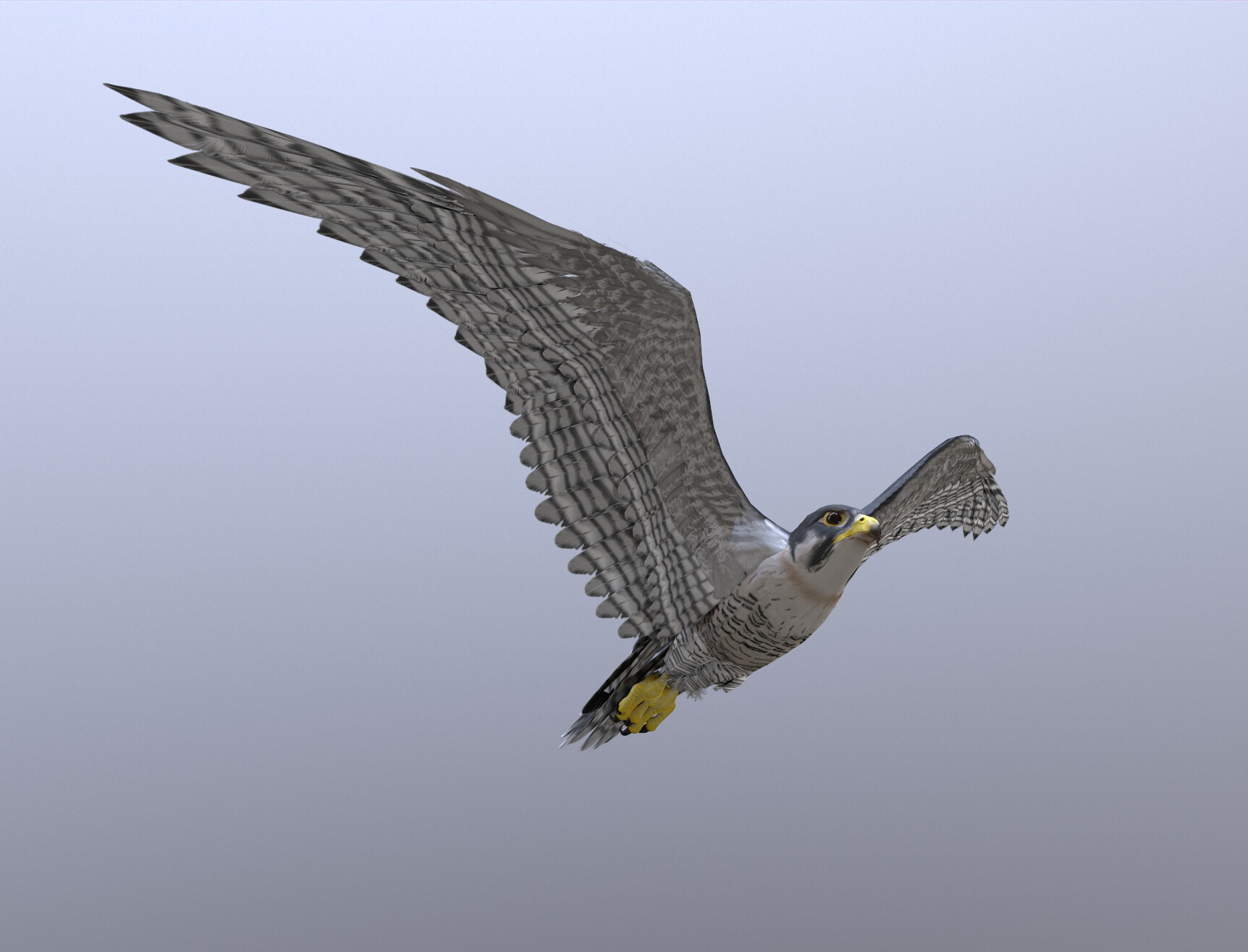 Tyler Smith - Peregrine Falcon Model Study