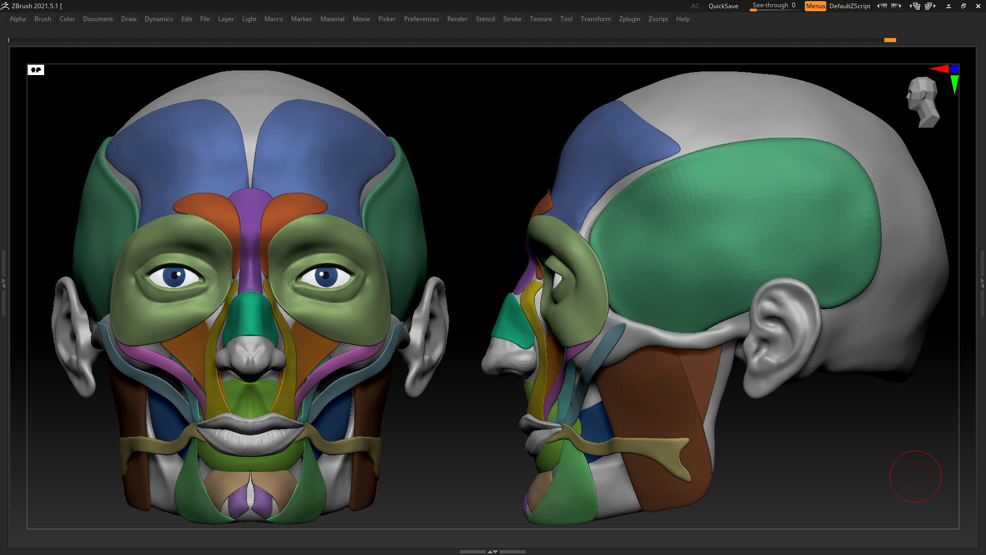 ArtStation - Face Muscle Study