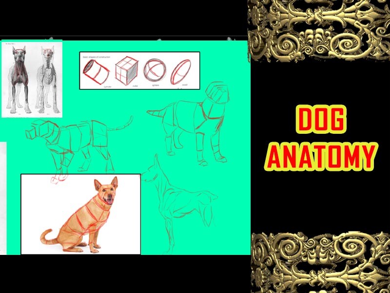 ArtStation - dog anatomy | anatomy sketches | dog anatomy sketches