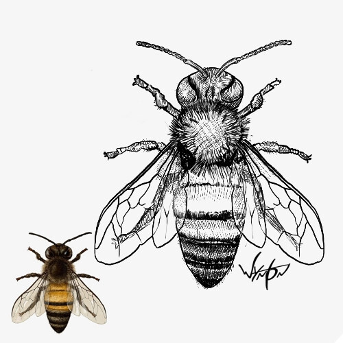 ArtStation - Apis mellifera