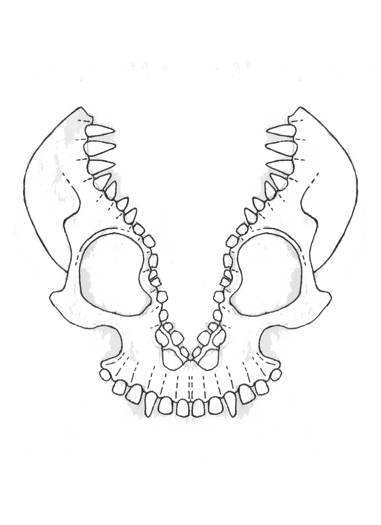 ArtStation - One of my random skull drawings.