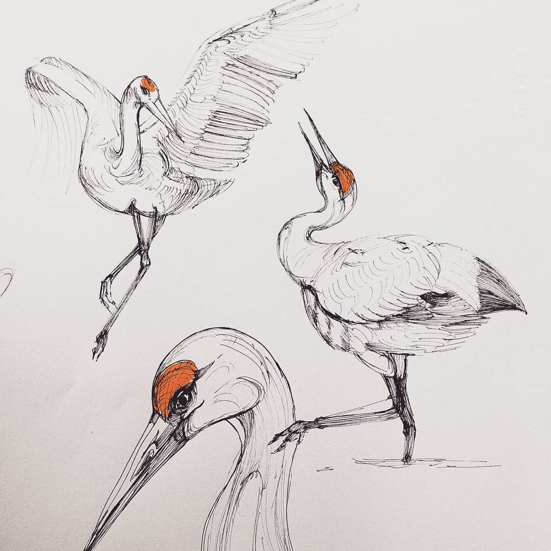 ArtStation - Crane sketching