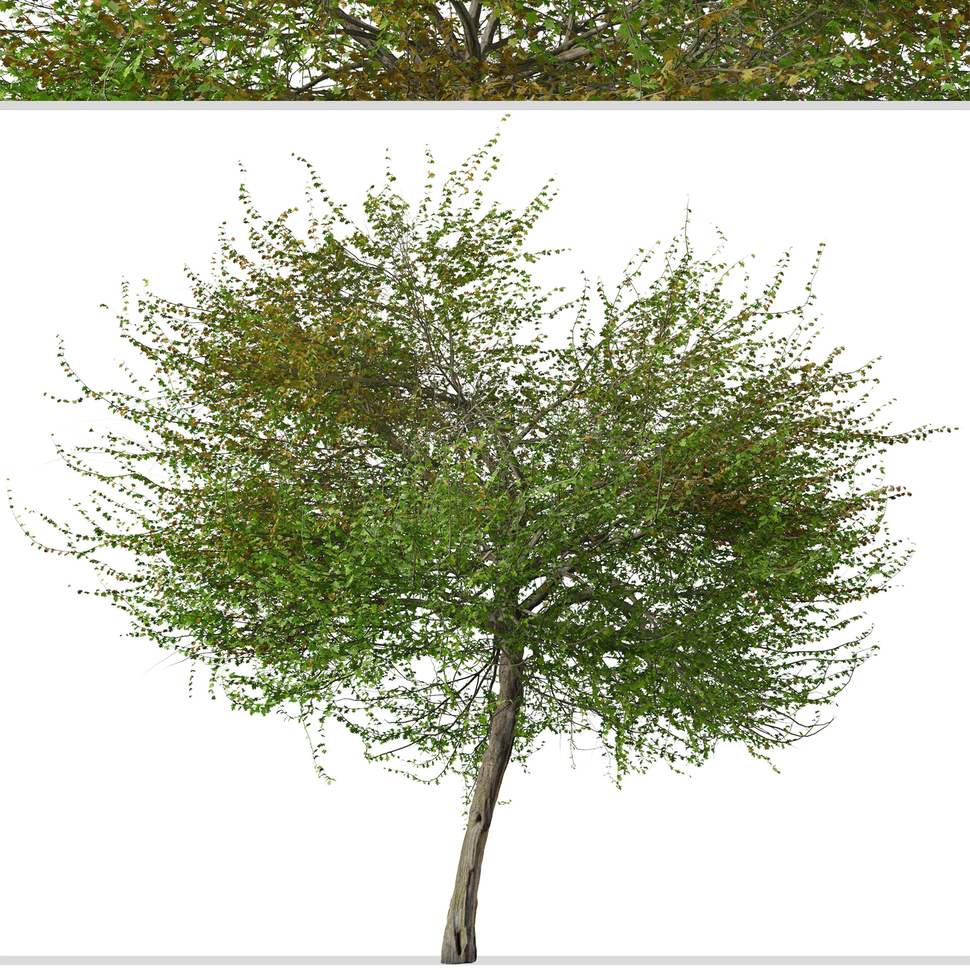 Moonik Office - Set of English Hawthorn Tree ( Crataegus monogyna ) (2 ...