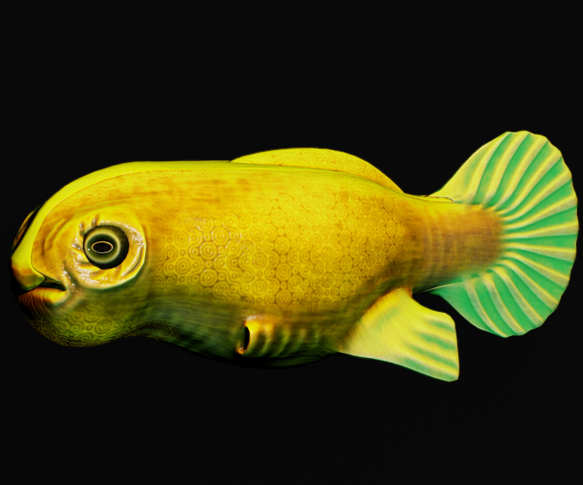 Angus Collins - The Fish Project (animated scene)