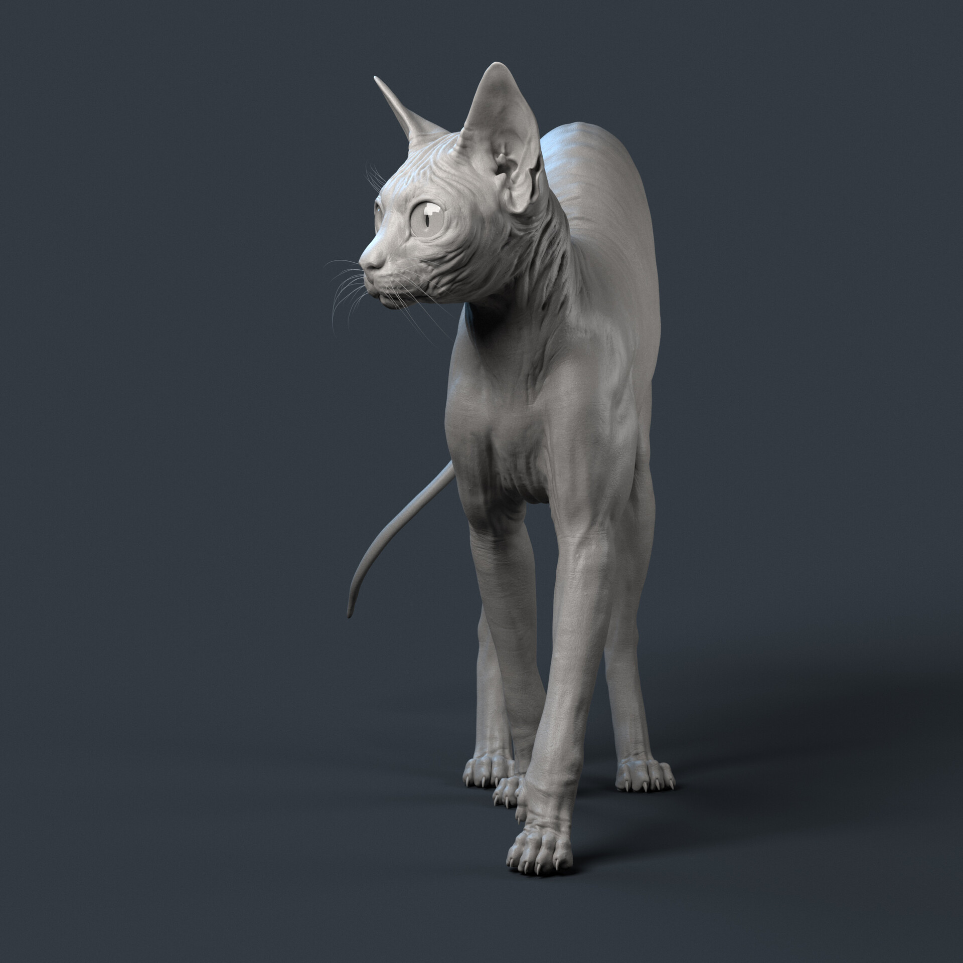 Tetiana Vorobiei - Sphinx (Anatomy practice#1)