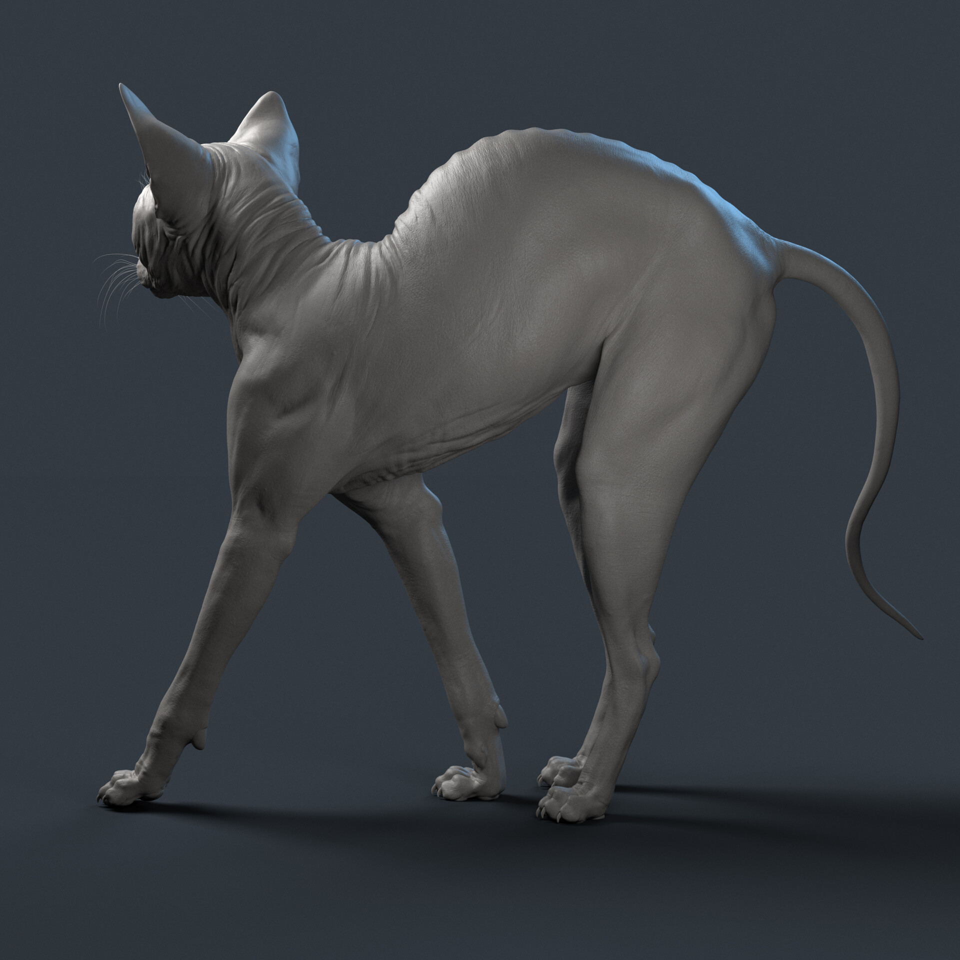 Tetiana Vorobiei - Sphinx (Anatomy practice#1)