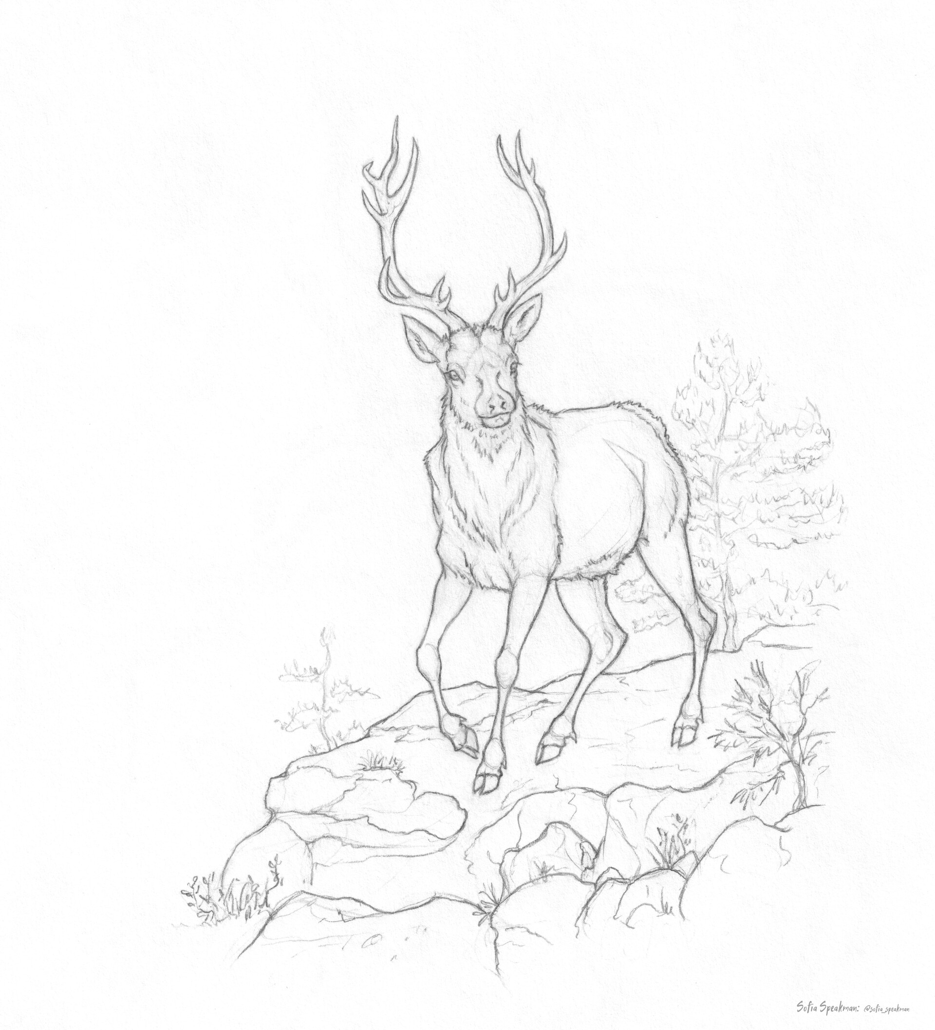 buck realistic deer coloring pages