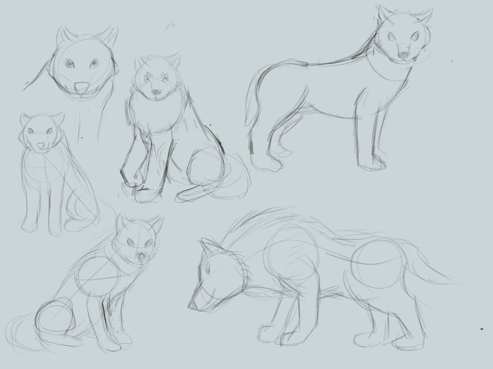 wolf fur drawing reference