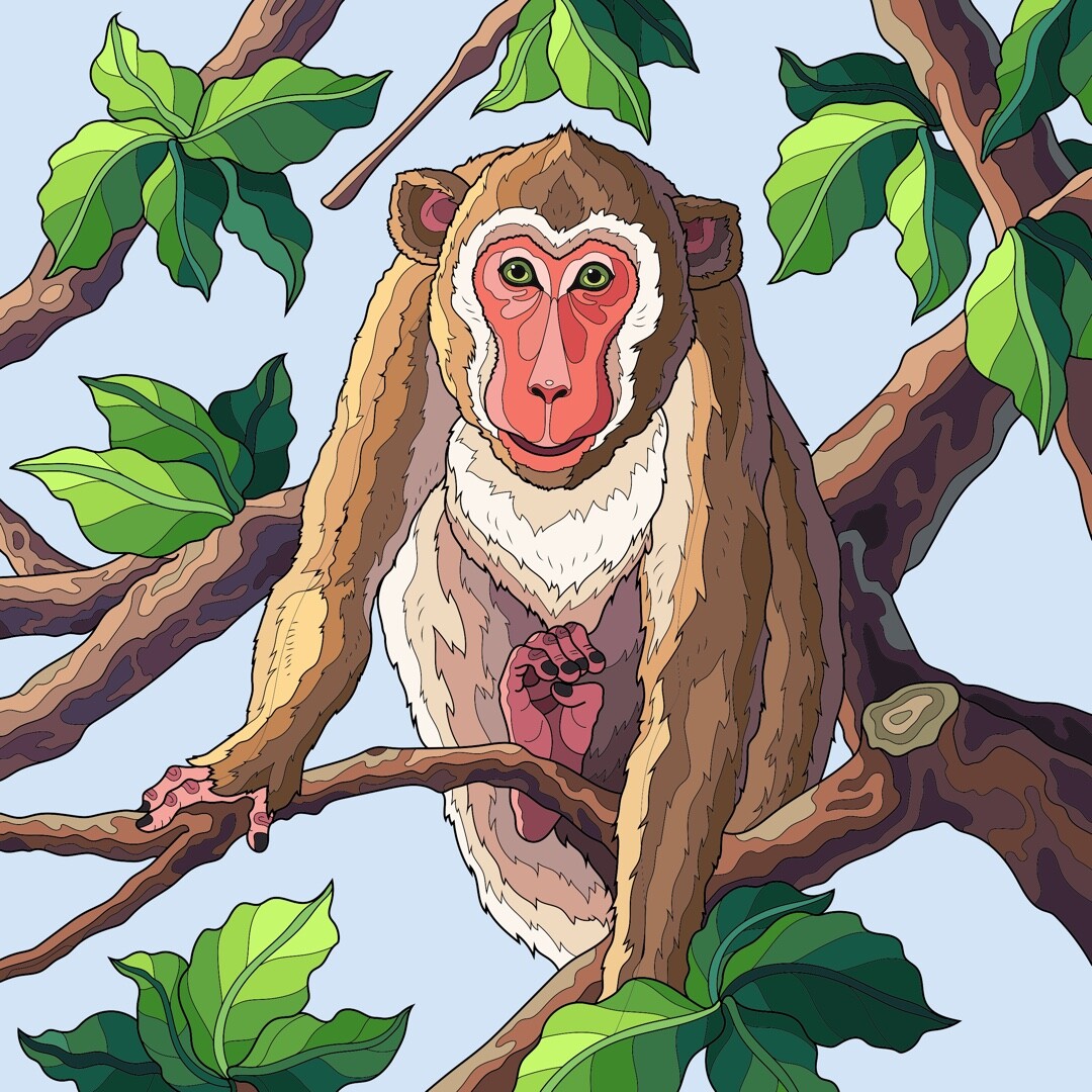 ArtStation - Monkey