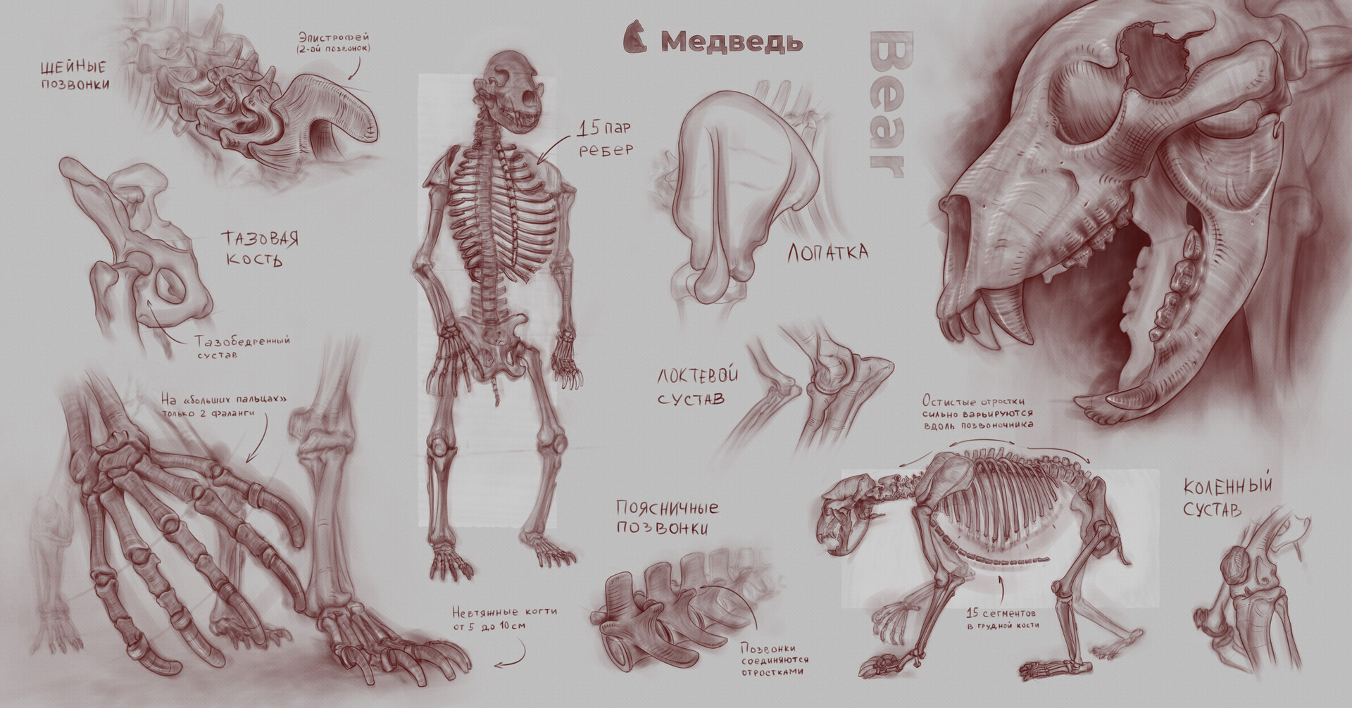 ArtStation - Bear skeleton