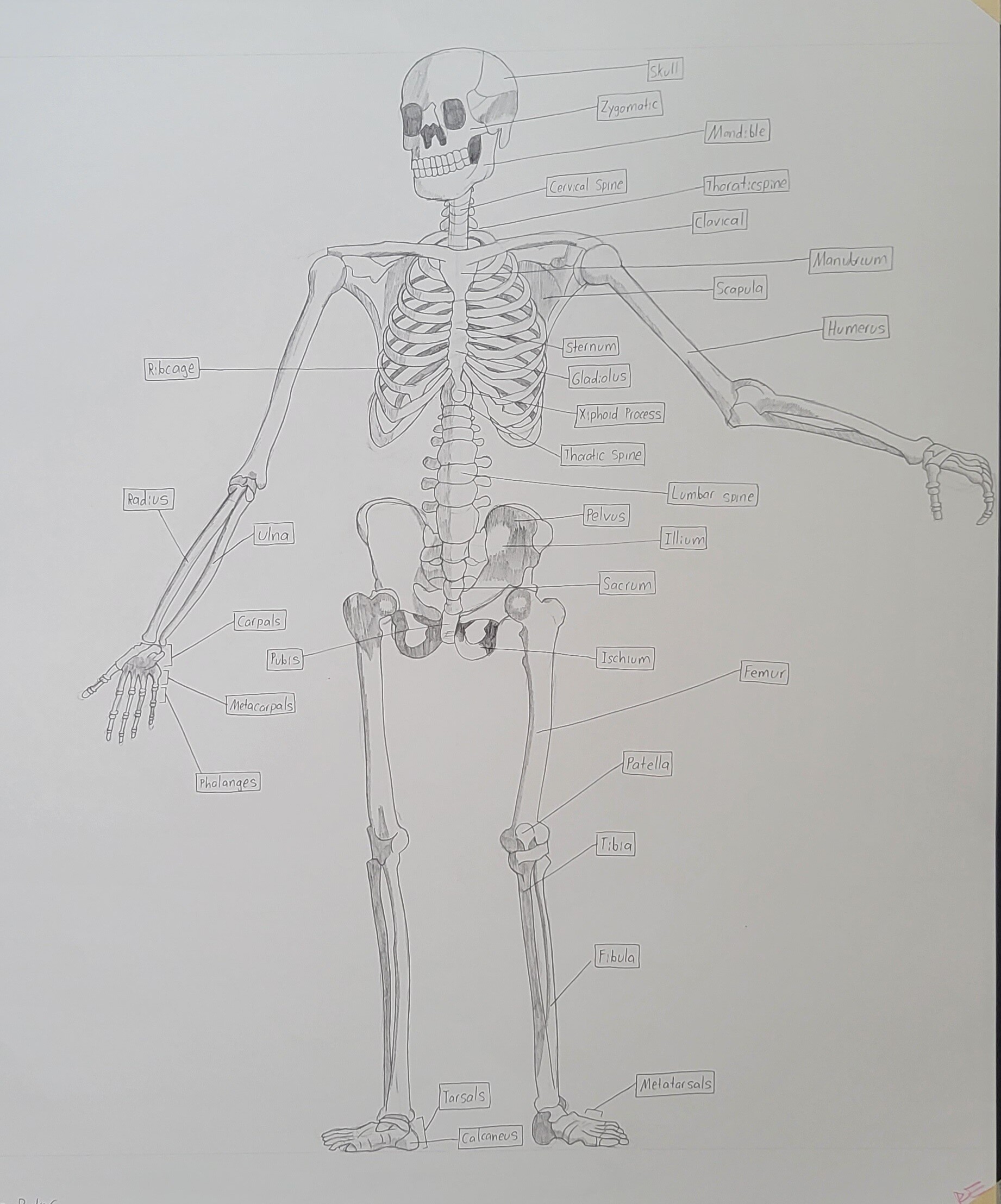 ArtStation - Skeletal anatomy