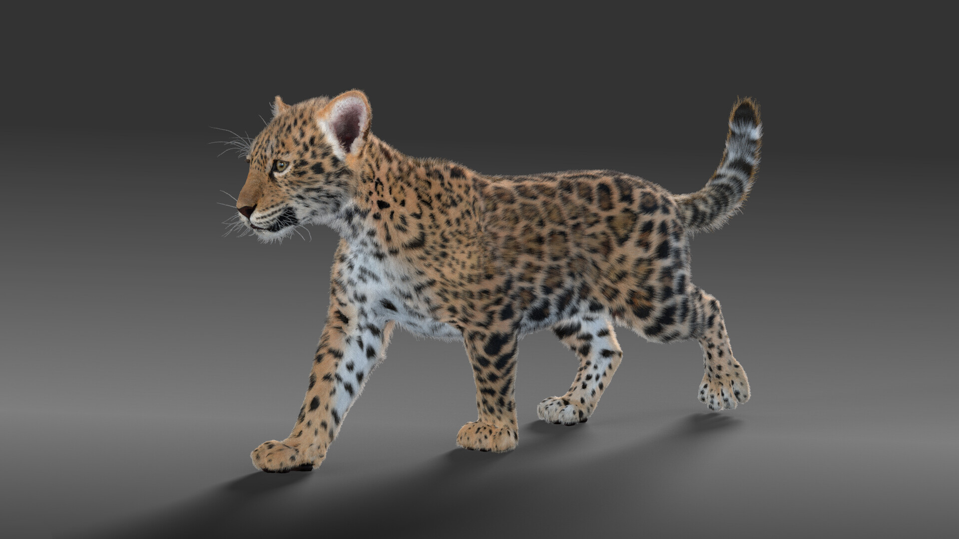 VFX models - Panthera onca Baby