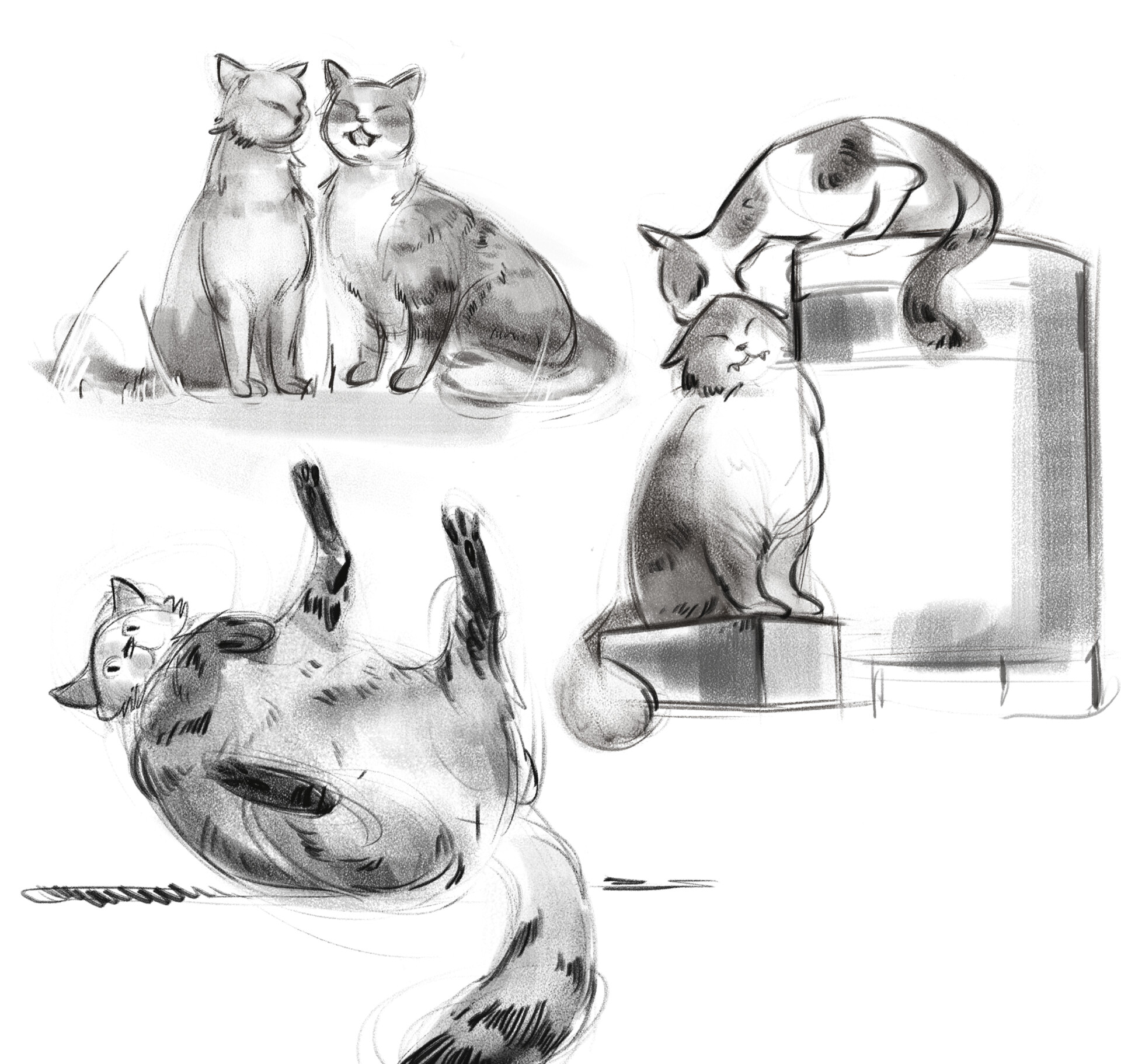 Darya Vereshchagina Funny Cats