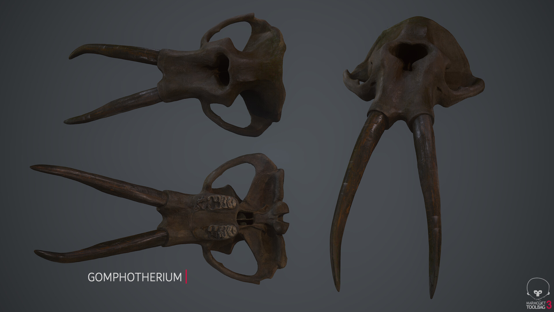gomphotherium skull