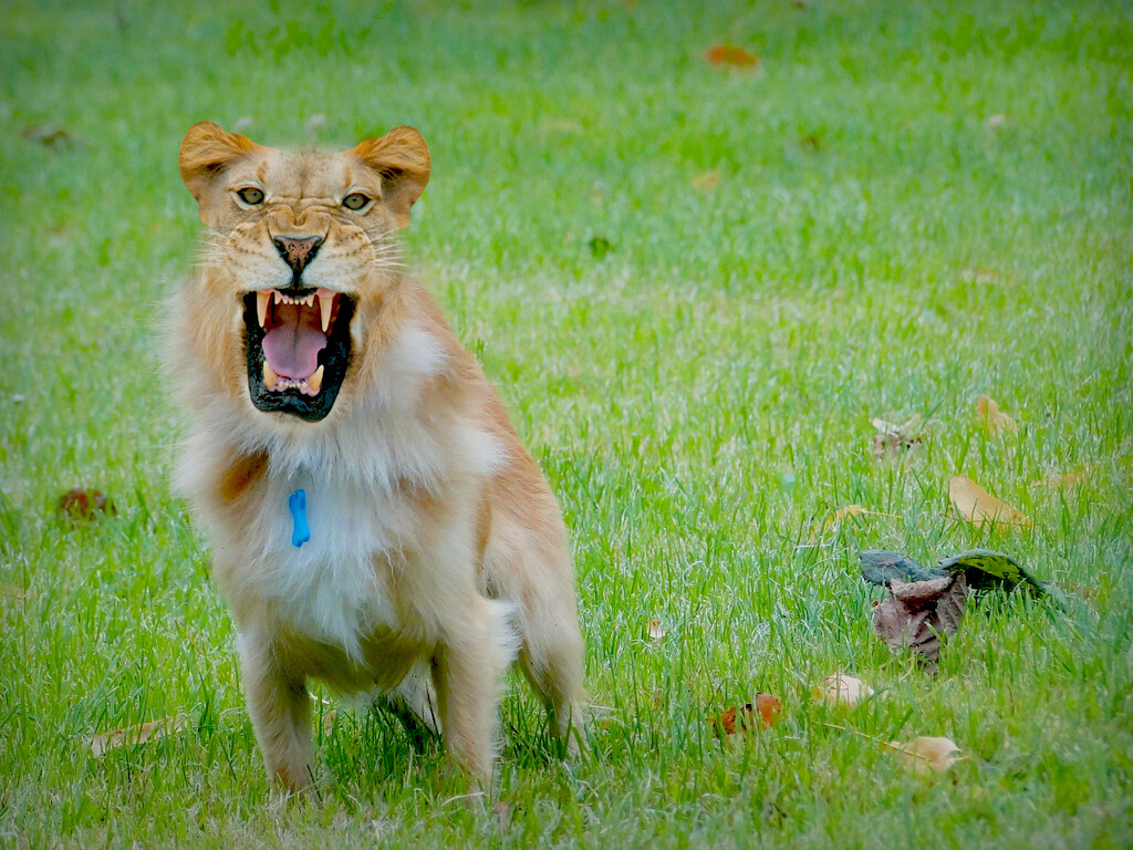 ArtStation - Chi-Lion