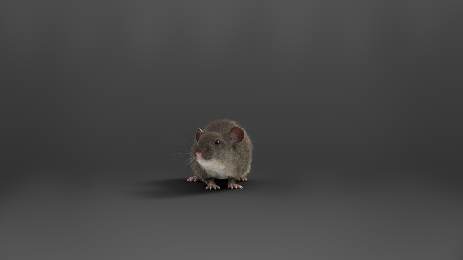 VFX models - Rat(Mouse) Animated | VFX Grace