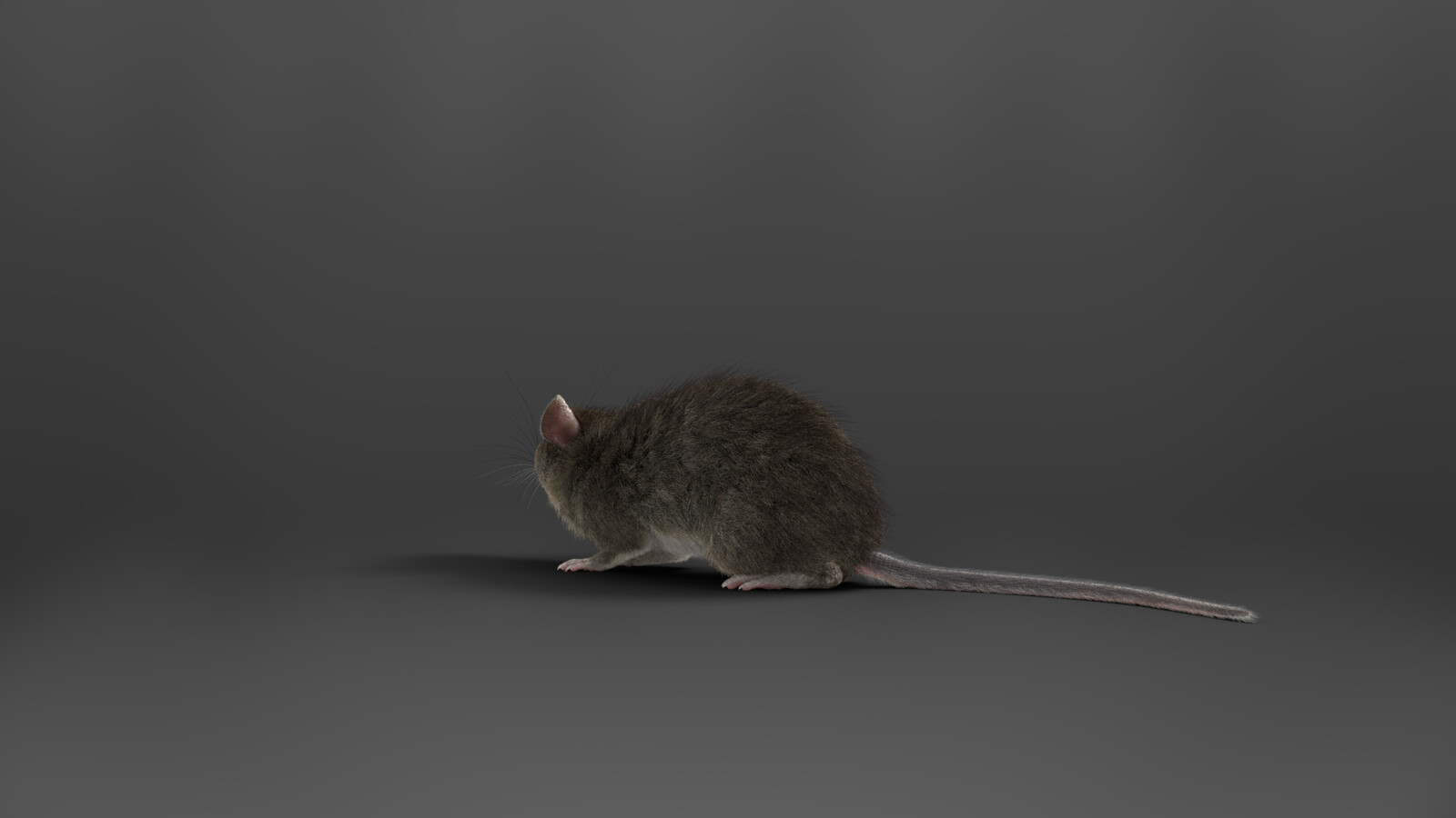VFX models - Rat(Mouse) Animated | VFX Grace