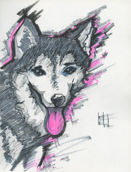 ArtStation - Husky Sketch