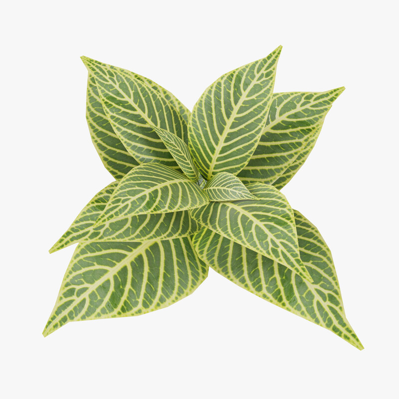 ArtStation - Alexander Kamlowsky