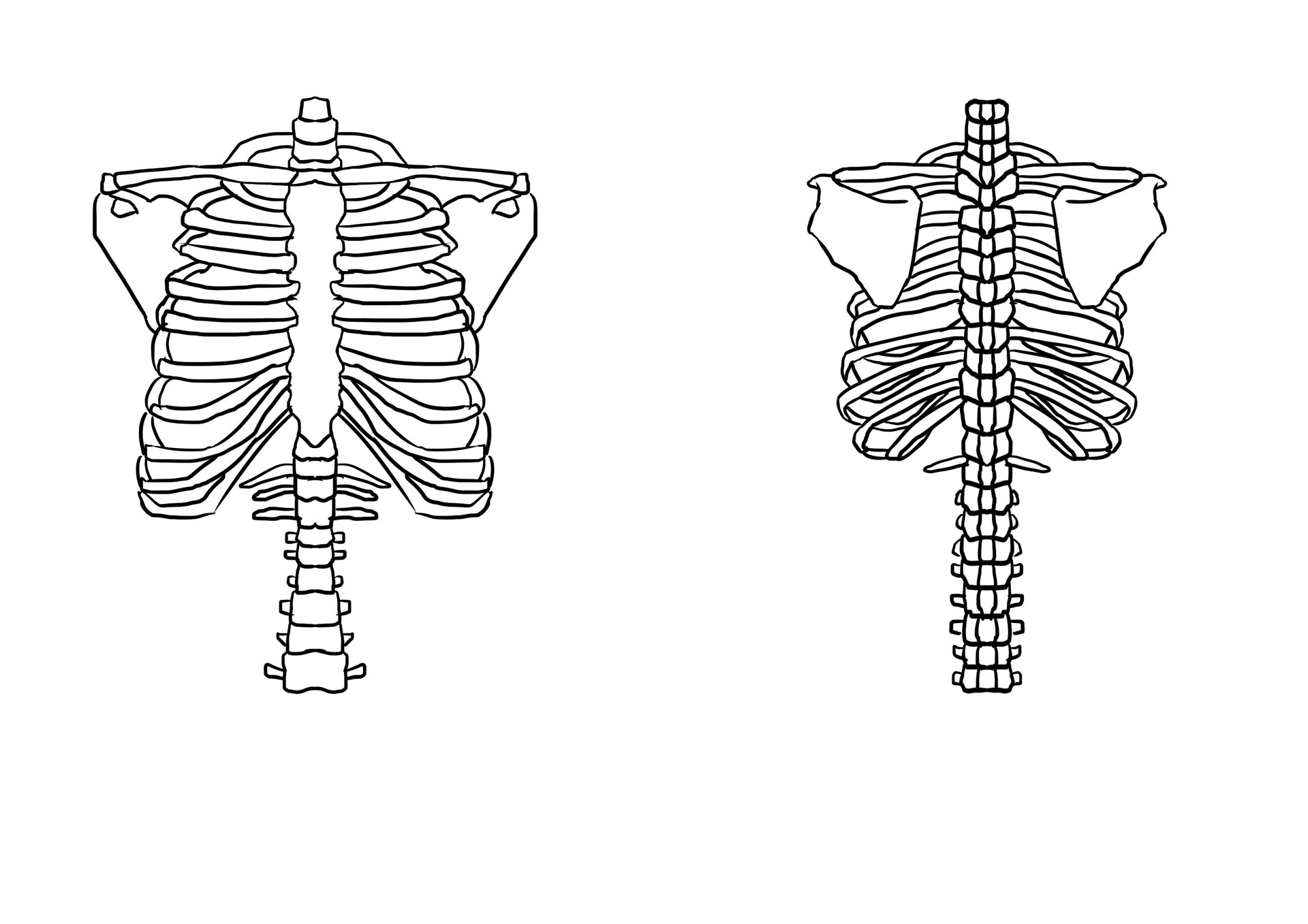 ArtStation - Anatomy and Animal Drawing (Draw it by memory)