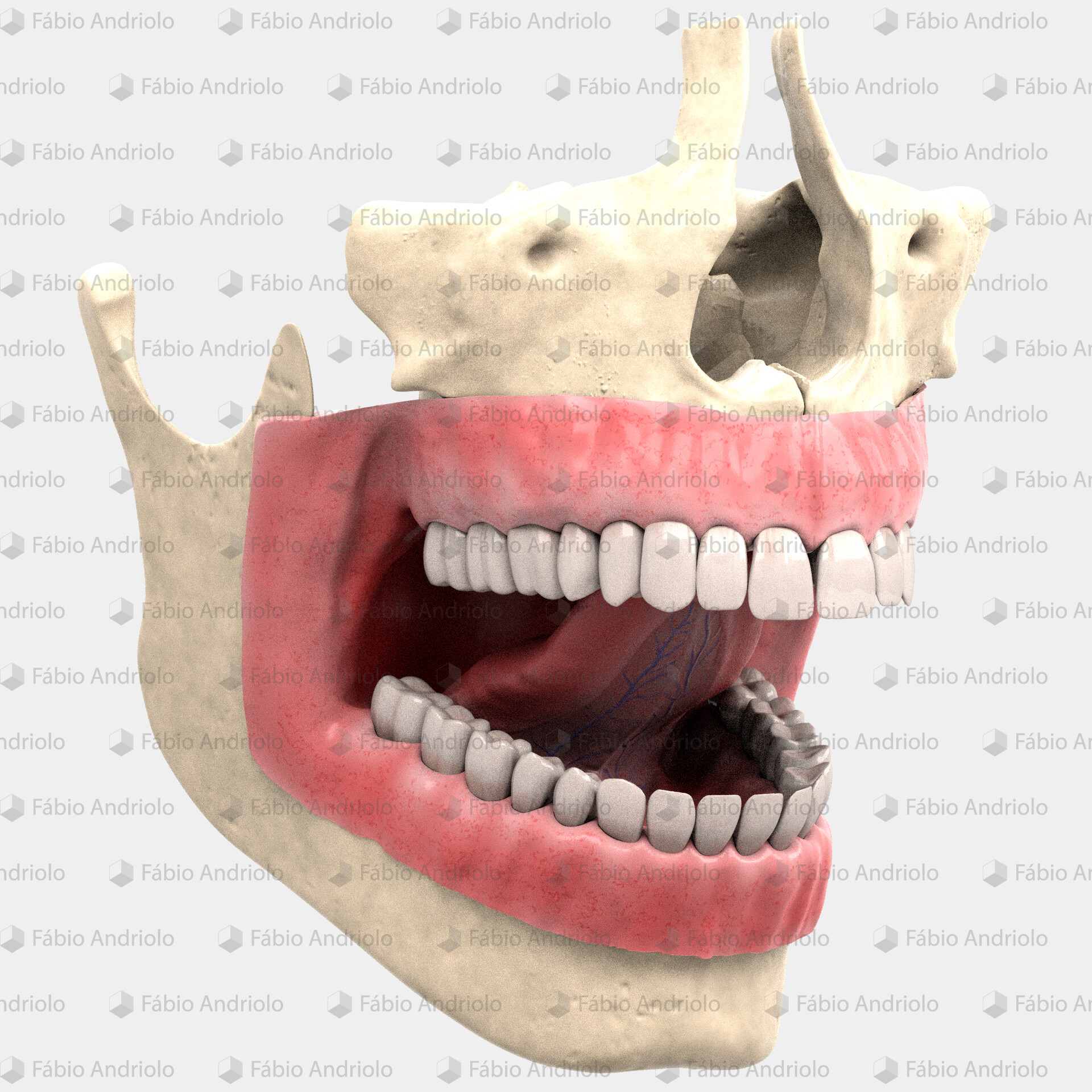 ArtStation - Anatomical detailing of the mouth
