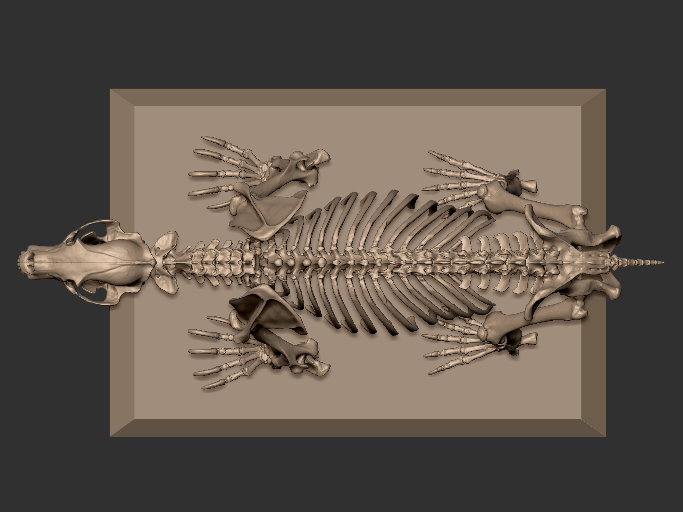 Stan Kolev - Grizzly Bear Skeleton ( Ursus arctos horribilis )