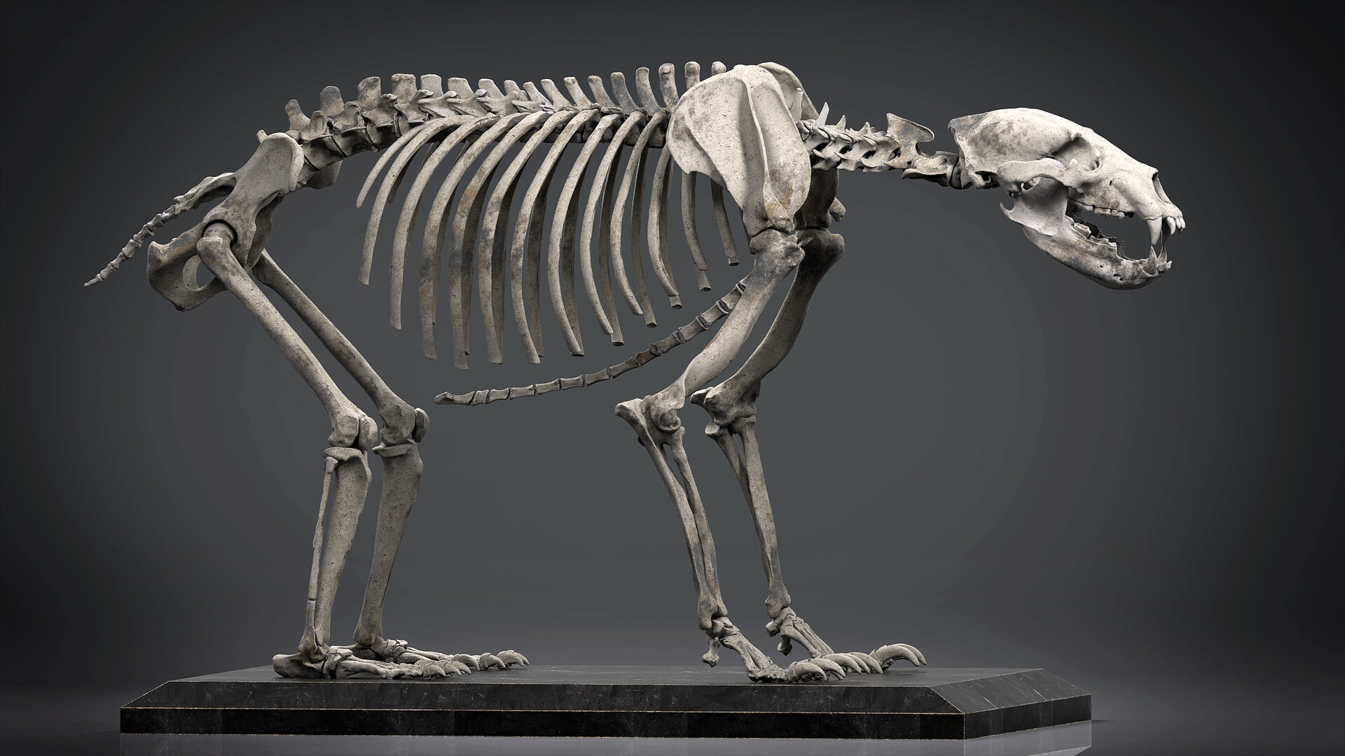 Stan Kolev - Grizzly Bear Skeleton ( Ursus arctos horribilis )