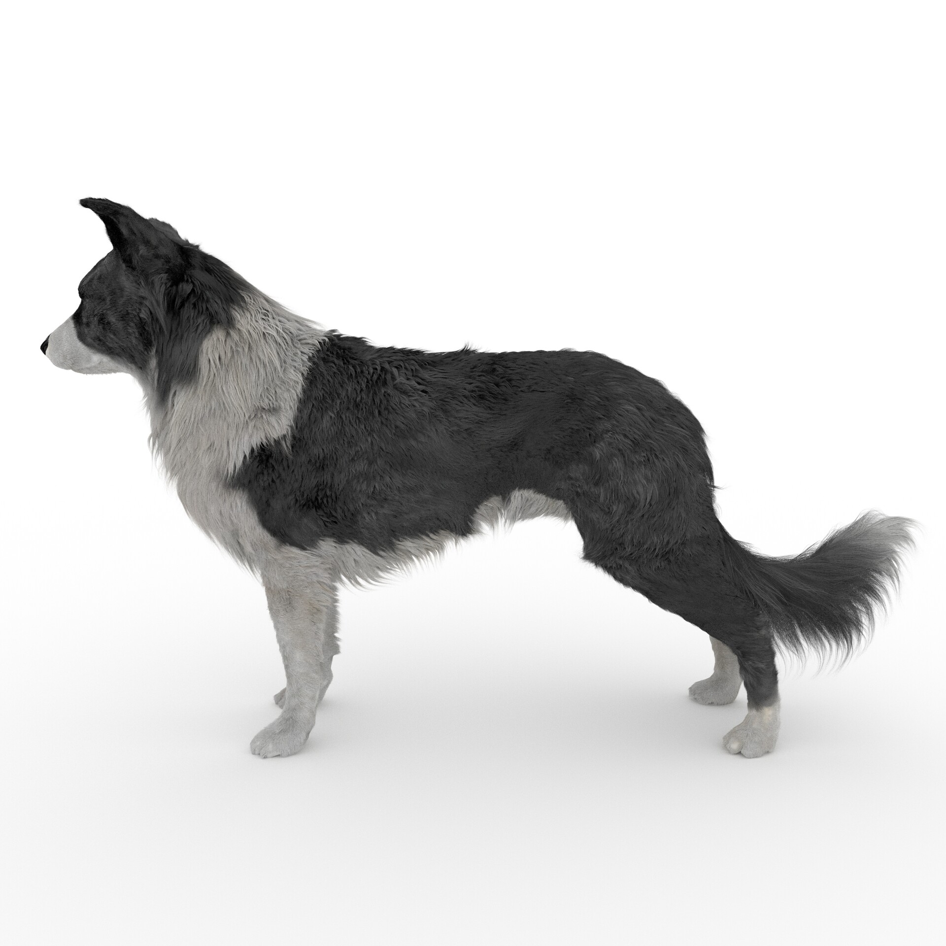 ArtStation - Border Collie