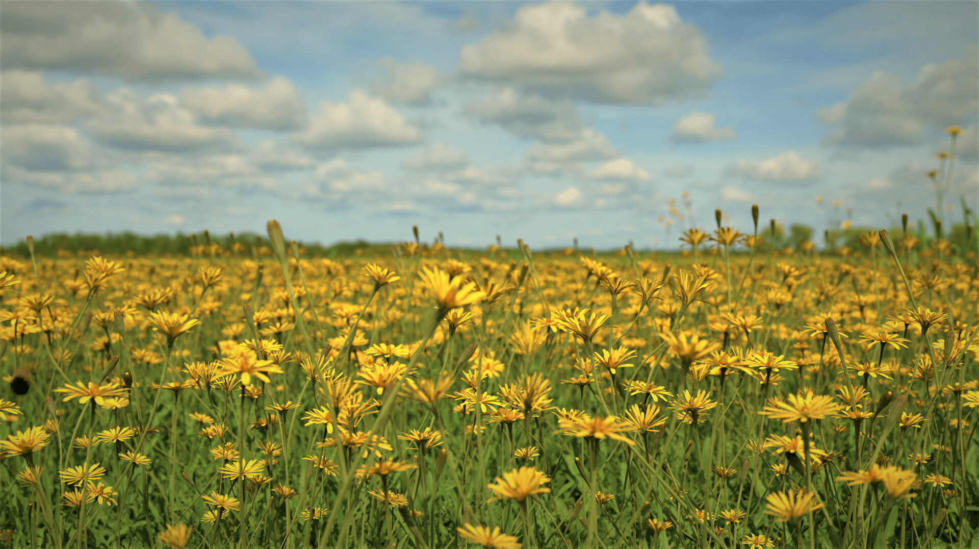 ArtStation - vegetation 101