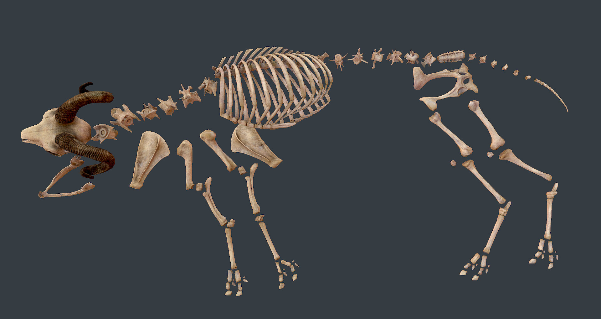 sheep skeleton system