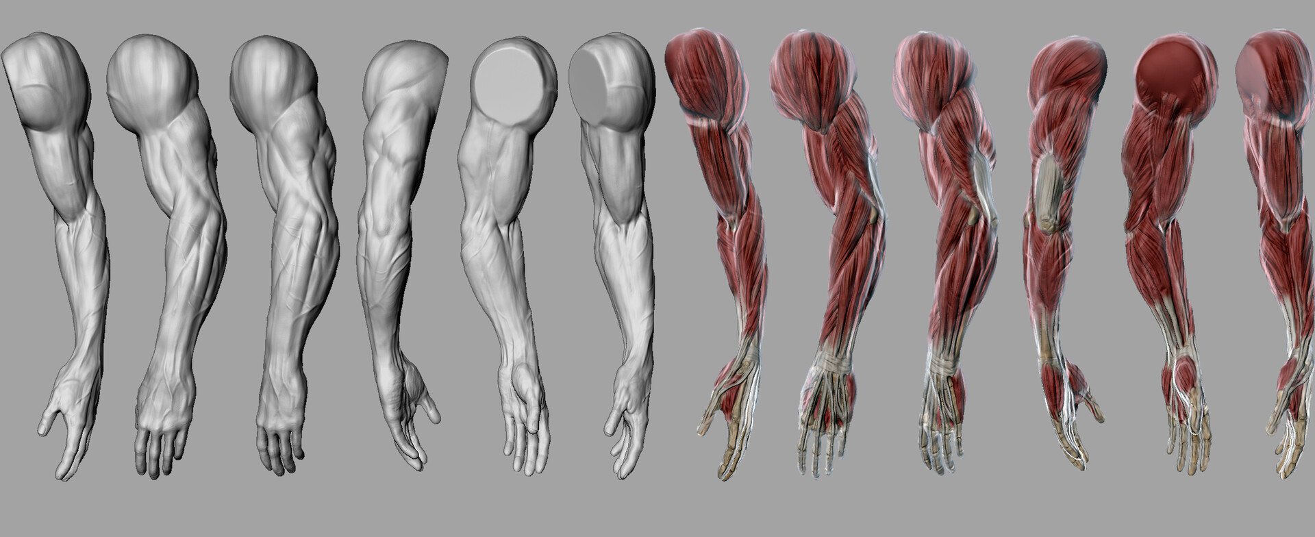 ArtStation - Arm anatomy studies
