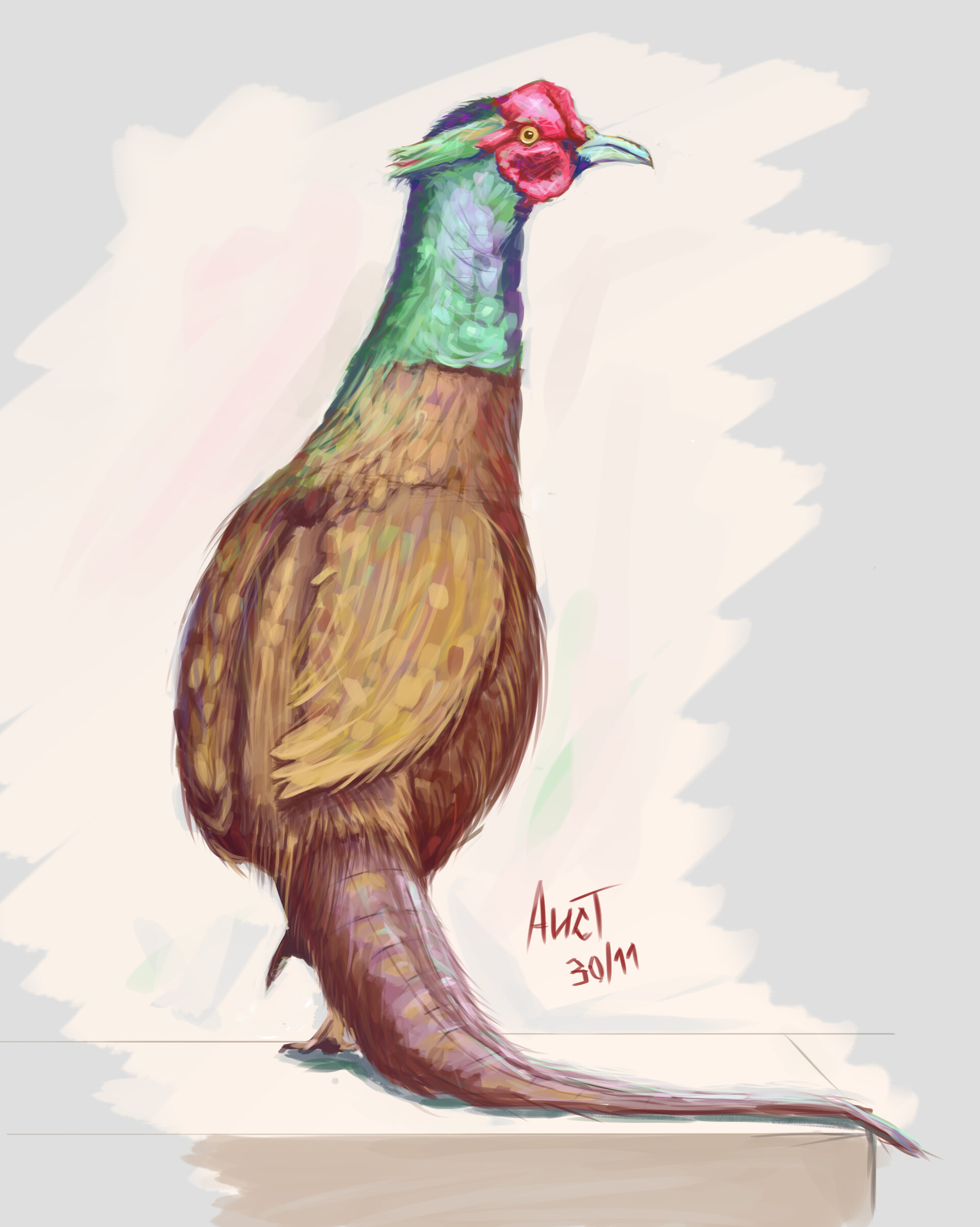 ArtStation - pheasant sketch